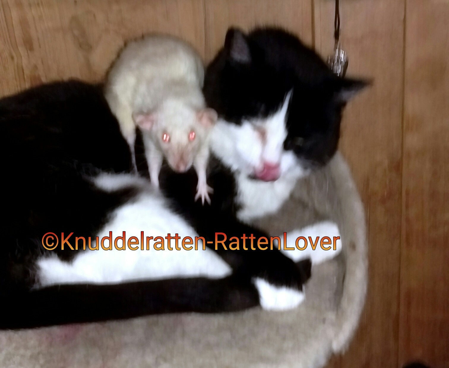 Ratten Bilder 7 - knuddelratten & RattenLover Homepage