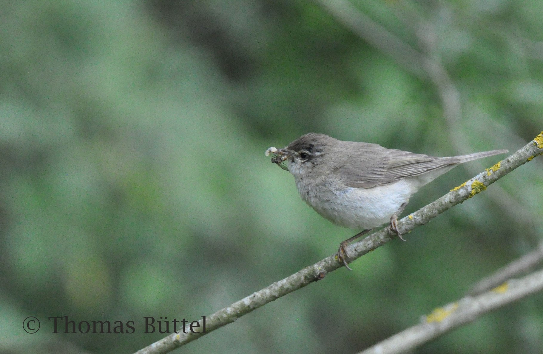 Mixed Singer Willow Warbler x Siberian Chiffchaff - Birding Franconia