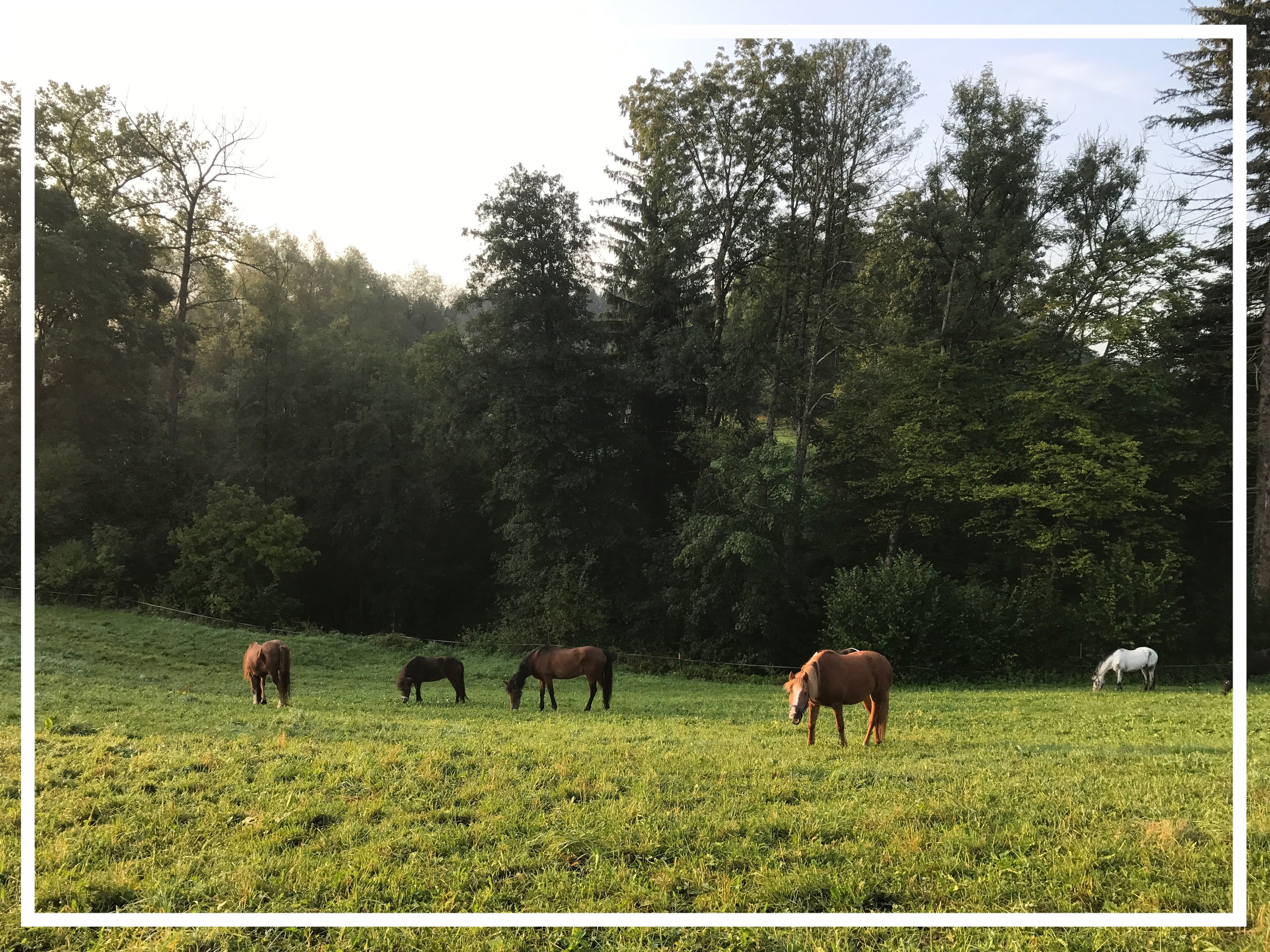 Unsere Ponys - ponyranch1s Webseite!