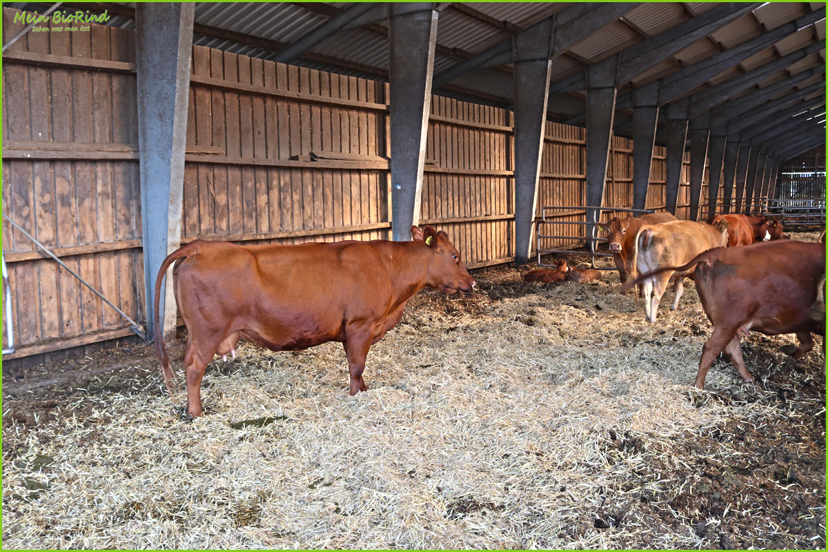 Rind 52 | Frisches Bio Rindfleisch ~ direkt vom Biohof - Mein BioRind