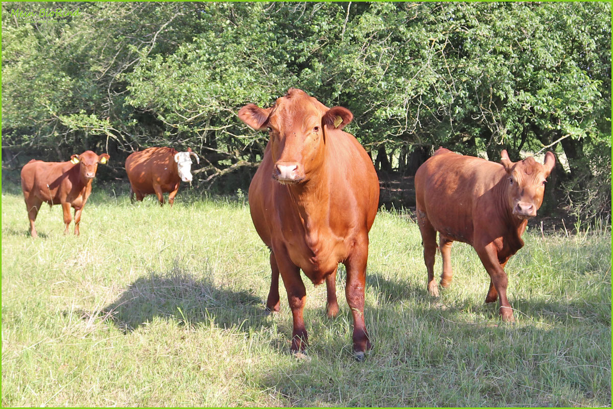 Rind 54 | Frisches Bio Rindfleisch ~ direkt vom Biohof - Mein BioRind