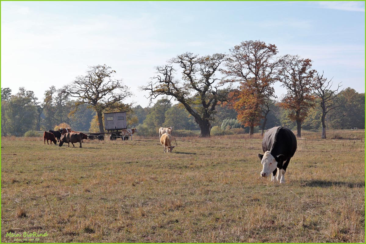 Rind 24 | Frisches Bio Rindfleisch ~ direkt vom Biohof - Mein BioRind