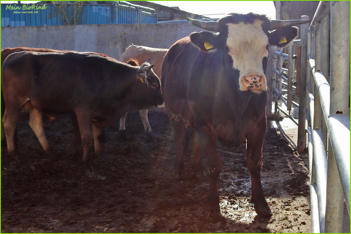 Rind 56 | Frisches Bio Rindfleisch ~ direkt vom Biohof - Mein BioRind