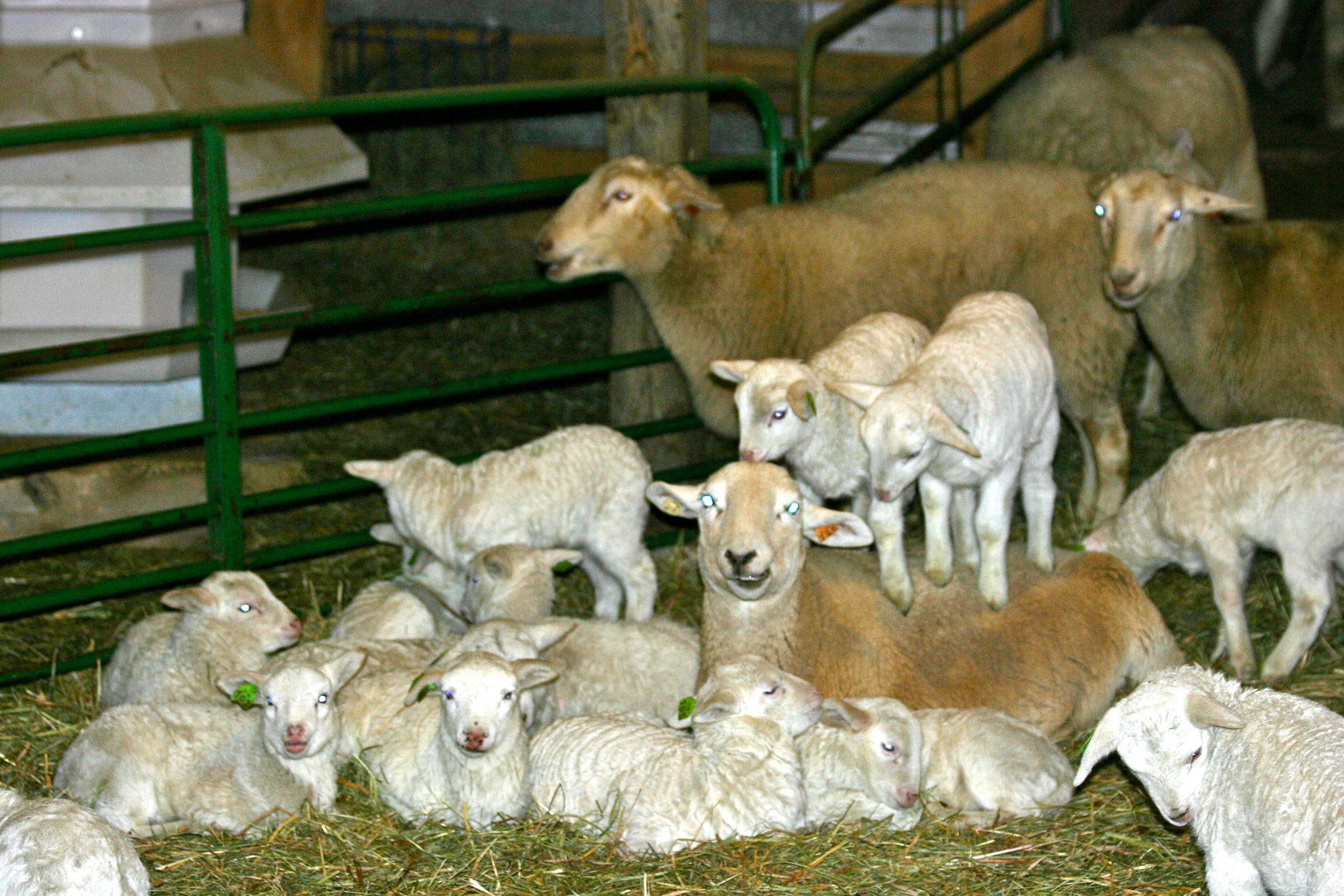 Breeding Stock Stoneheartfarm breeding-stock-stoneheartfarm
