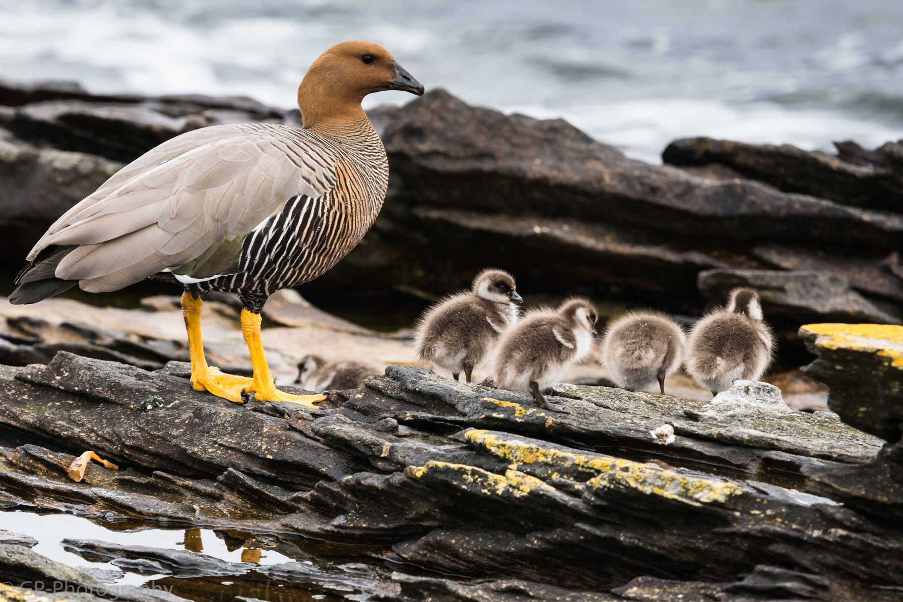 Birds of Carcass Island - gp-photography1s Webseite!