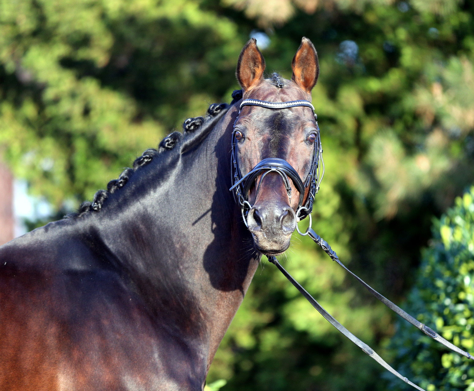 Weltissimo OLD - Hengst Pony Dressur Jill Mieleszko