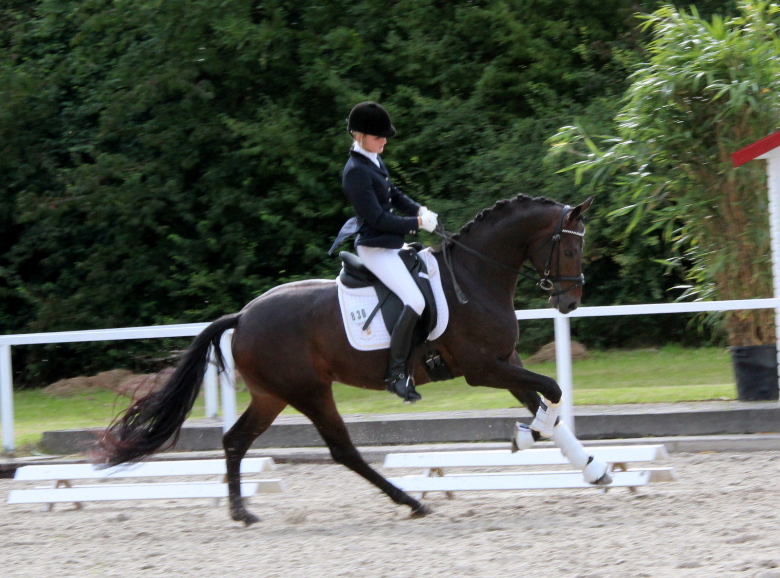 Verkaufspferde - Hengst Pony Dressur Jill Mieleszko
