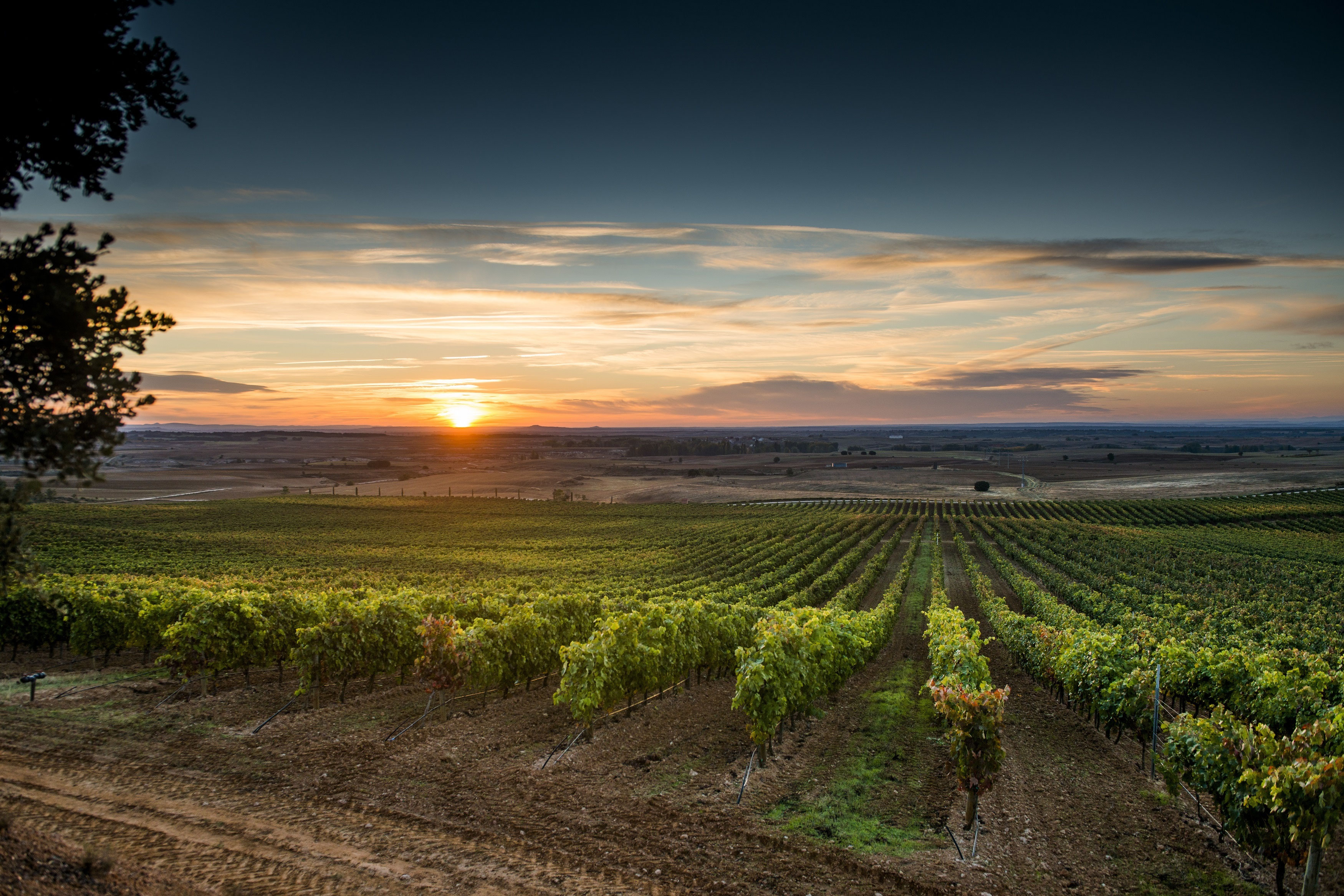Altvs - Ribera del Duero - Ars Nobilis