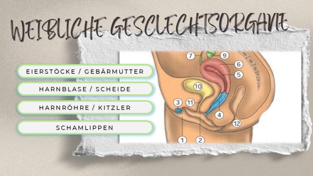 Weibliche Geschlechtsorgane Schule