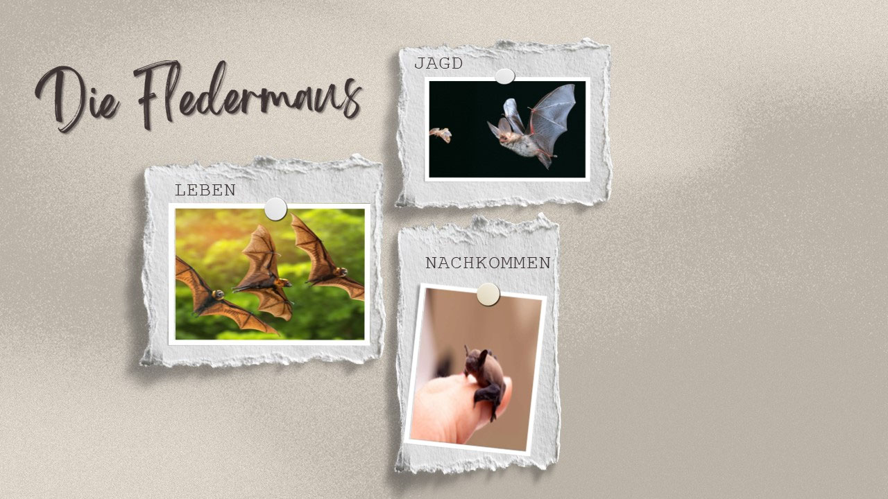 Die Fledermaus - schule-digital.com