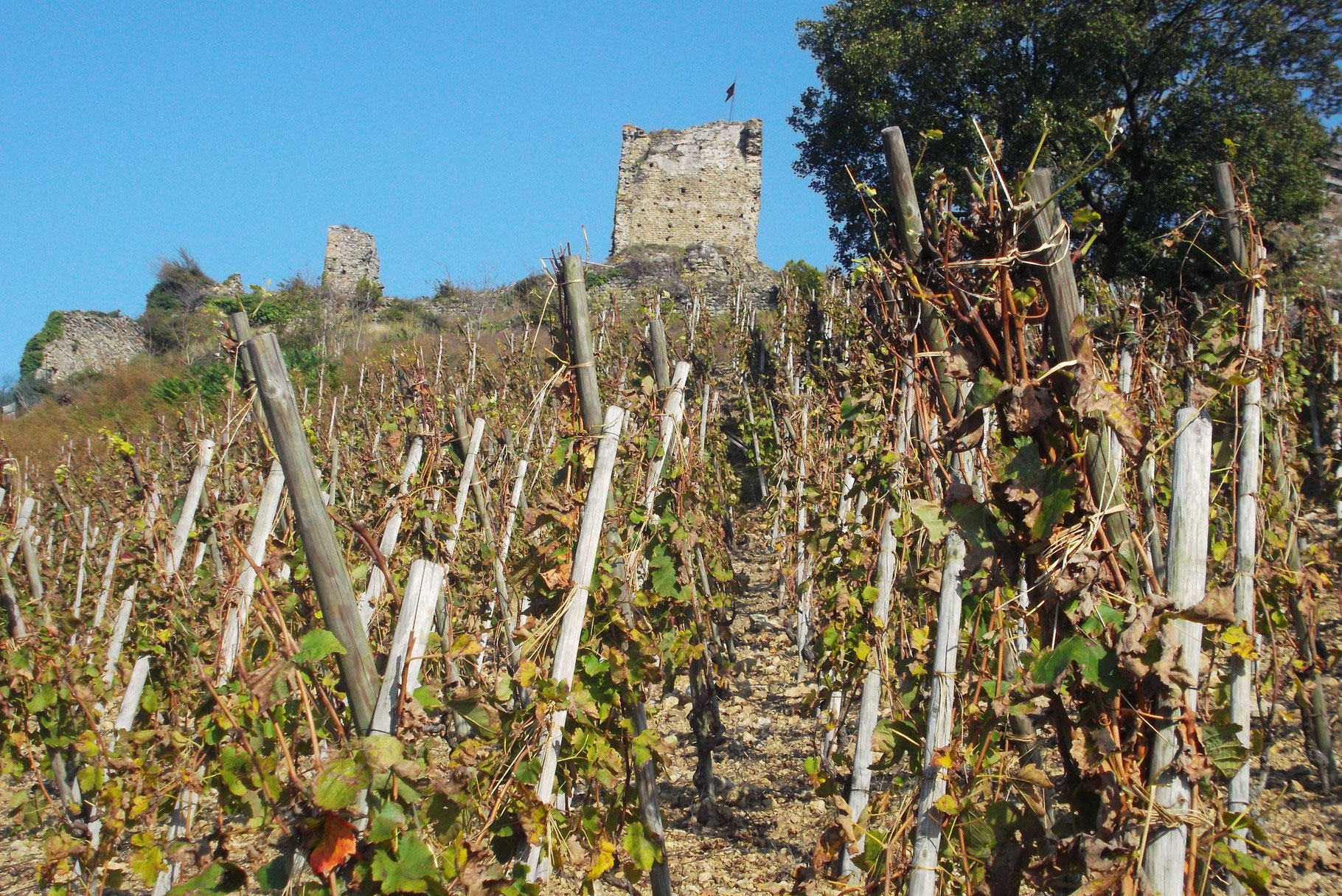 Galerie Photos - Domaine Billon Christophe Côte-Rôtie Condrieu