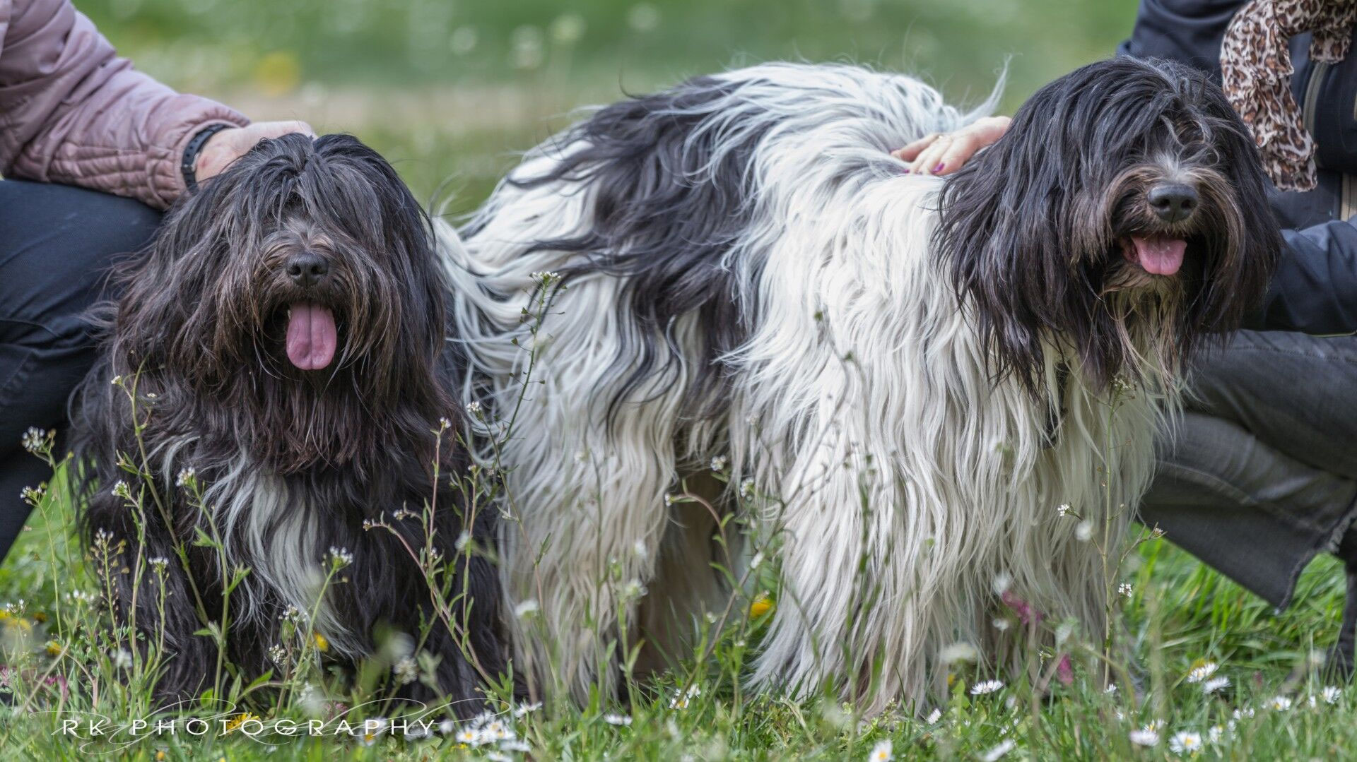 Het dekken is eigenlijk aan de honden over te laten.... - De website ...
