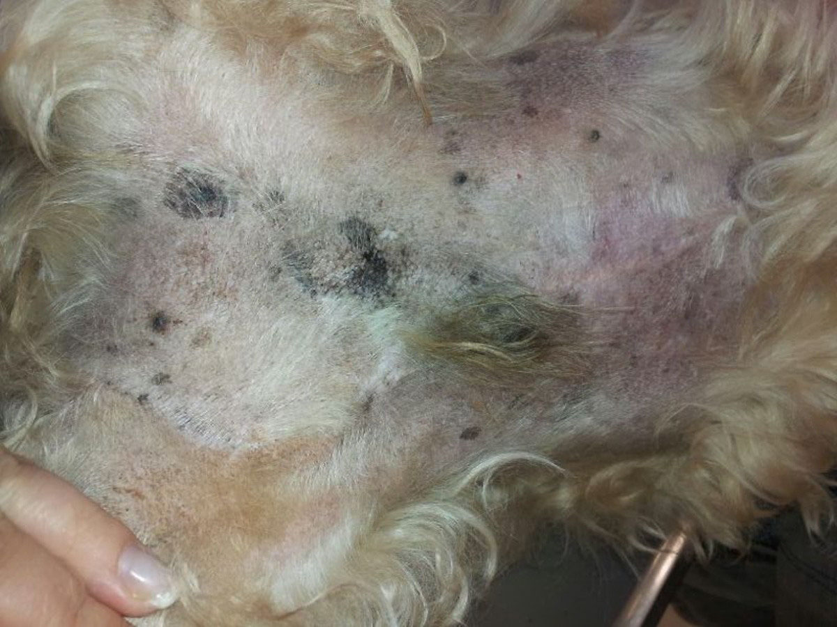 Axial pattern Flaps - KUFvets Tierärzte