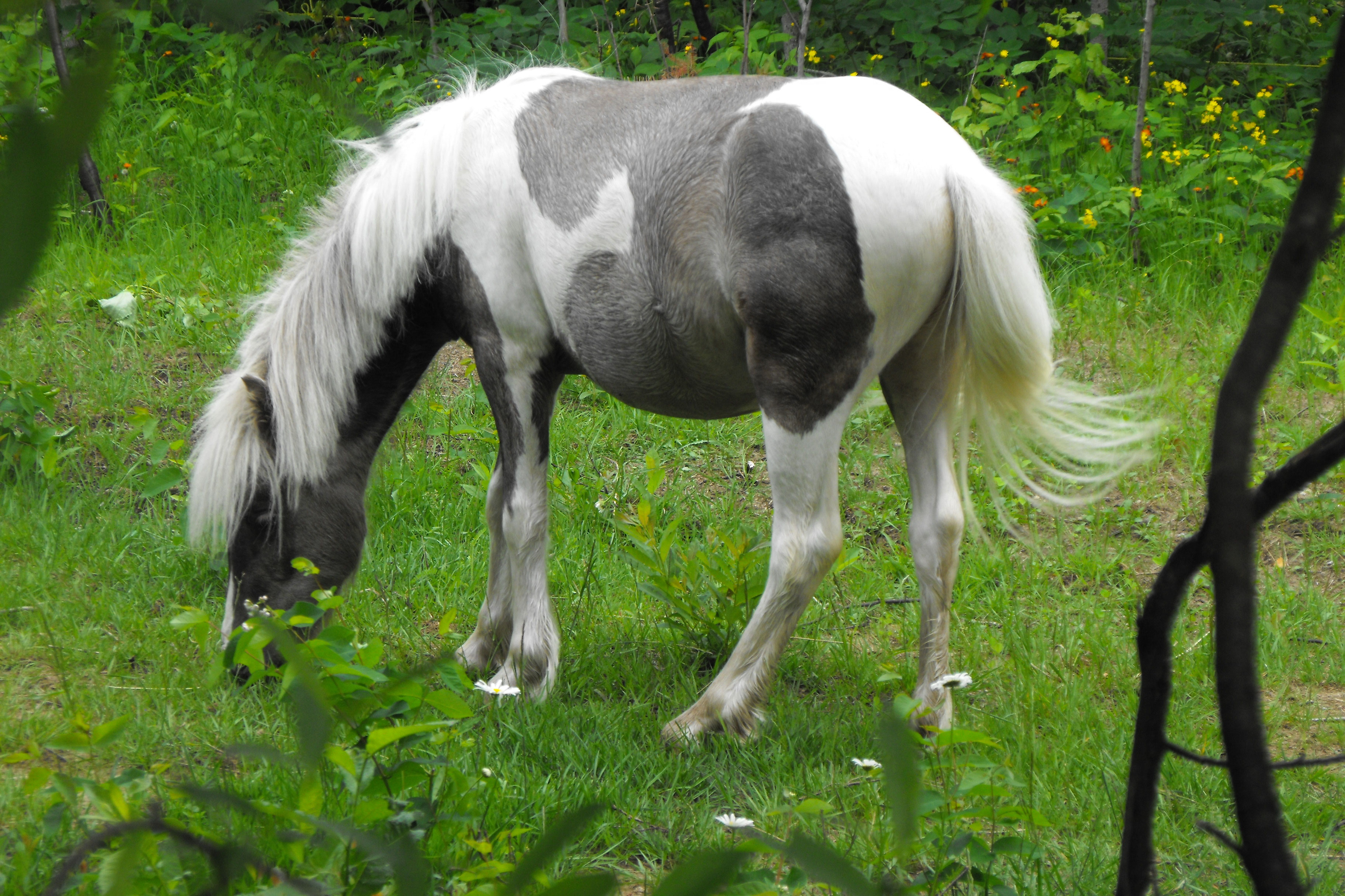 cliqué sur limage pour agrandir - Site de clapierlesaventuriers