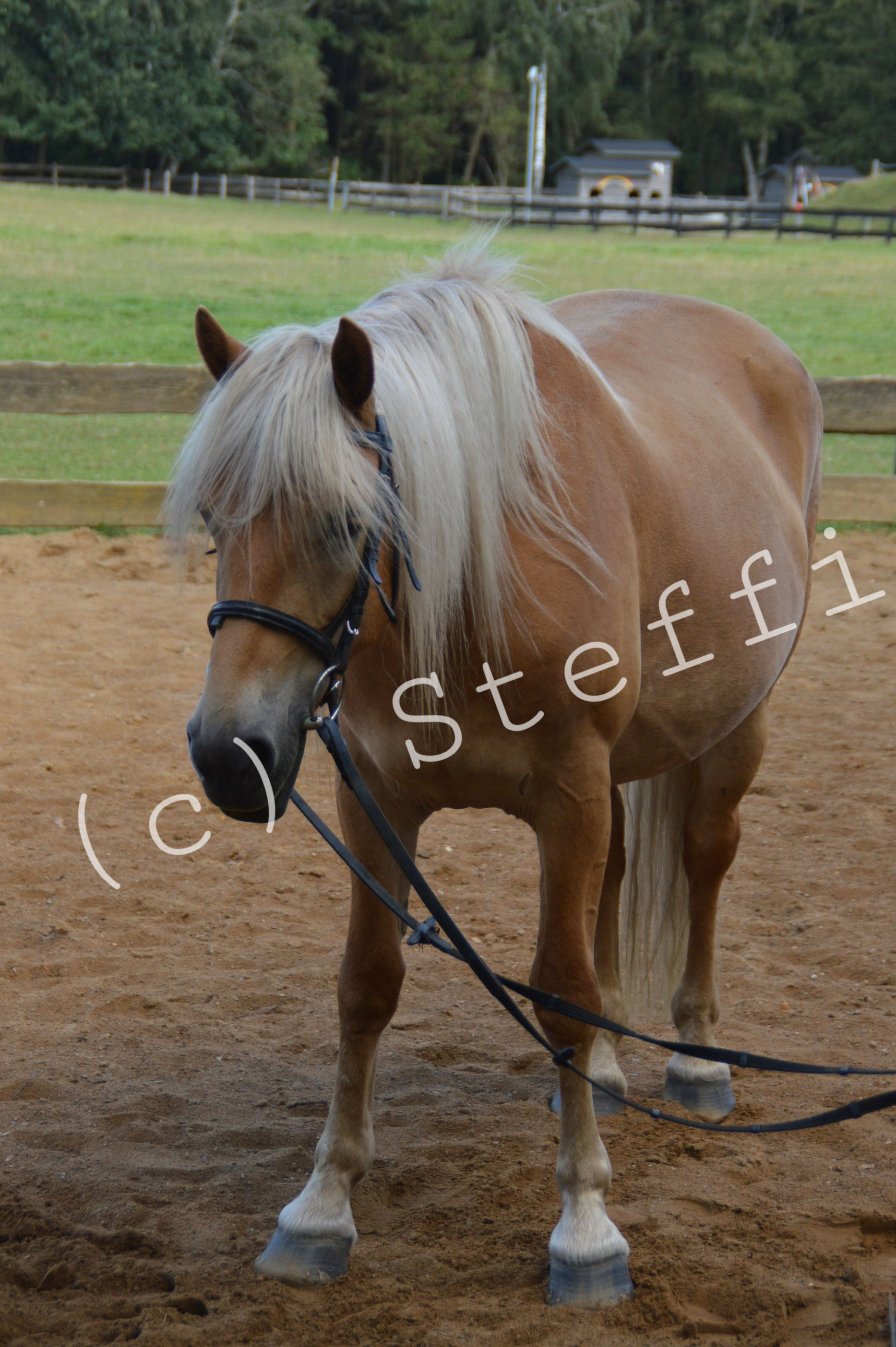 vossi - Generation Parker