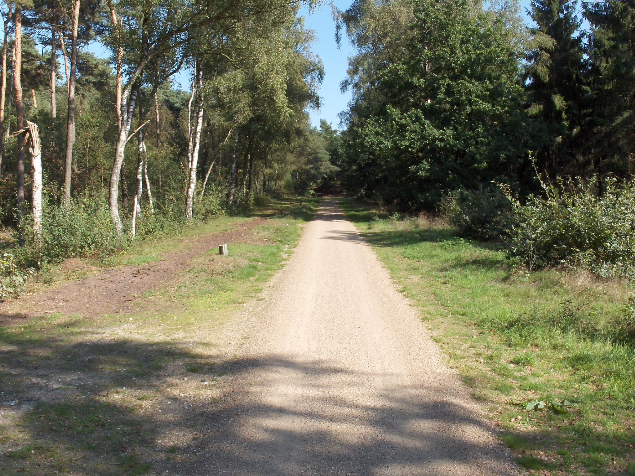De Hamert Teil des Nationalpark Maasduinen - norbert niersmann ...