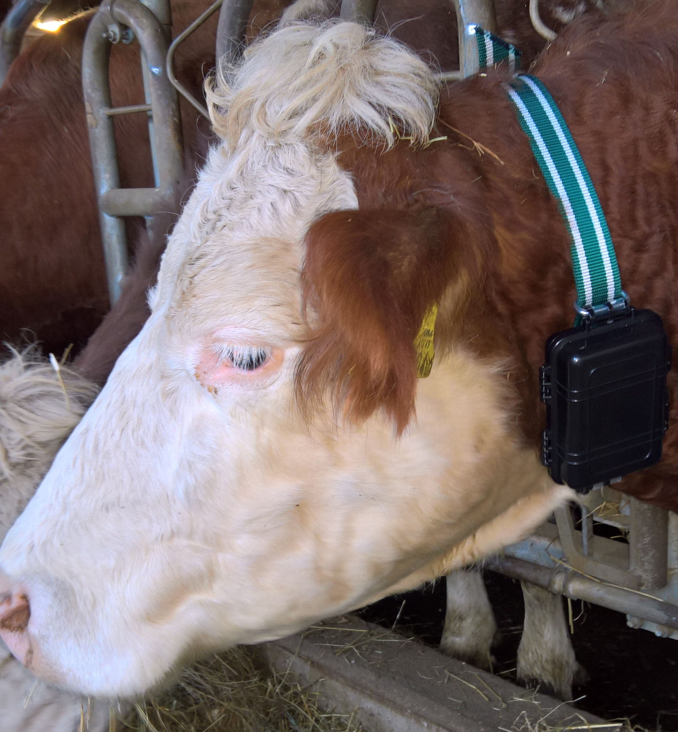 Tracker - GPS tracker for animals