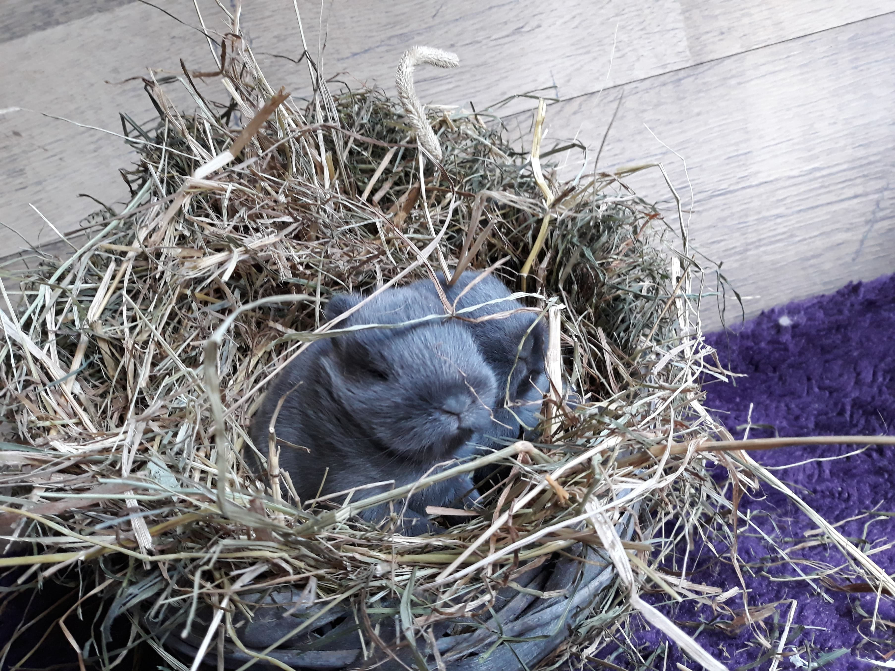 KiVers Rabbits - kiversrabbits