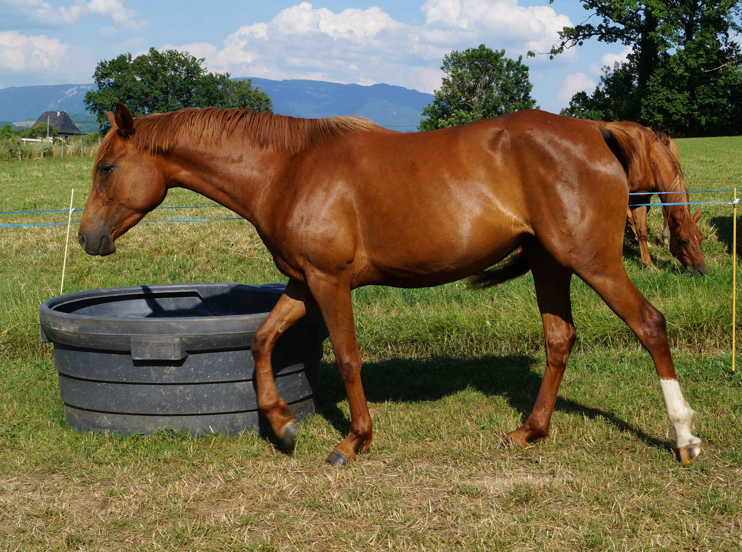 Juments - Site de ecuriesdelasource