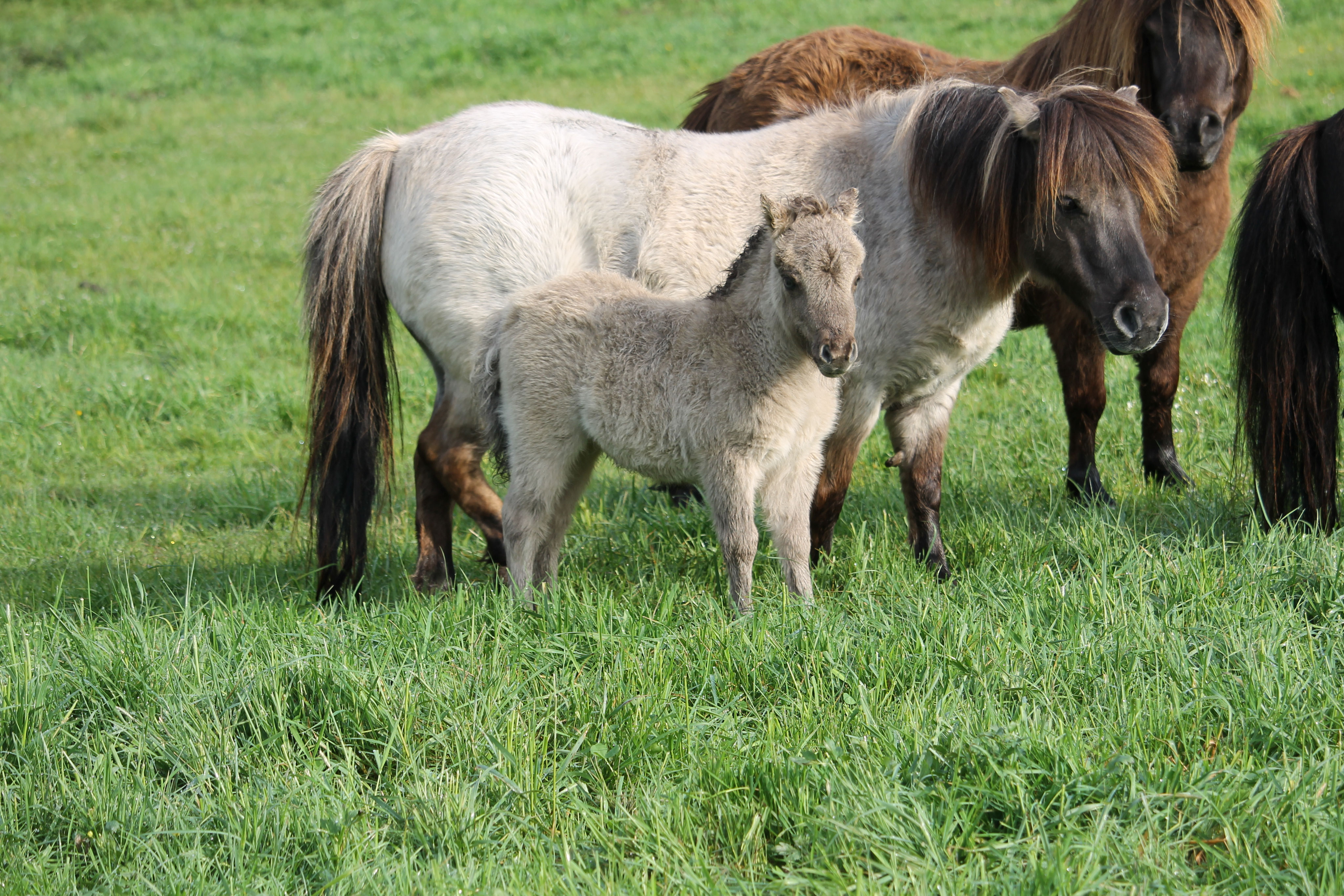 Chieming´s Kaylight !!!Graufalbe-Roan!!! - shettys-chiemings Jimdo-Page!