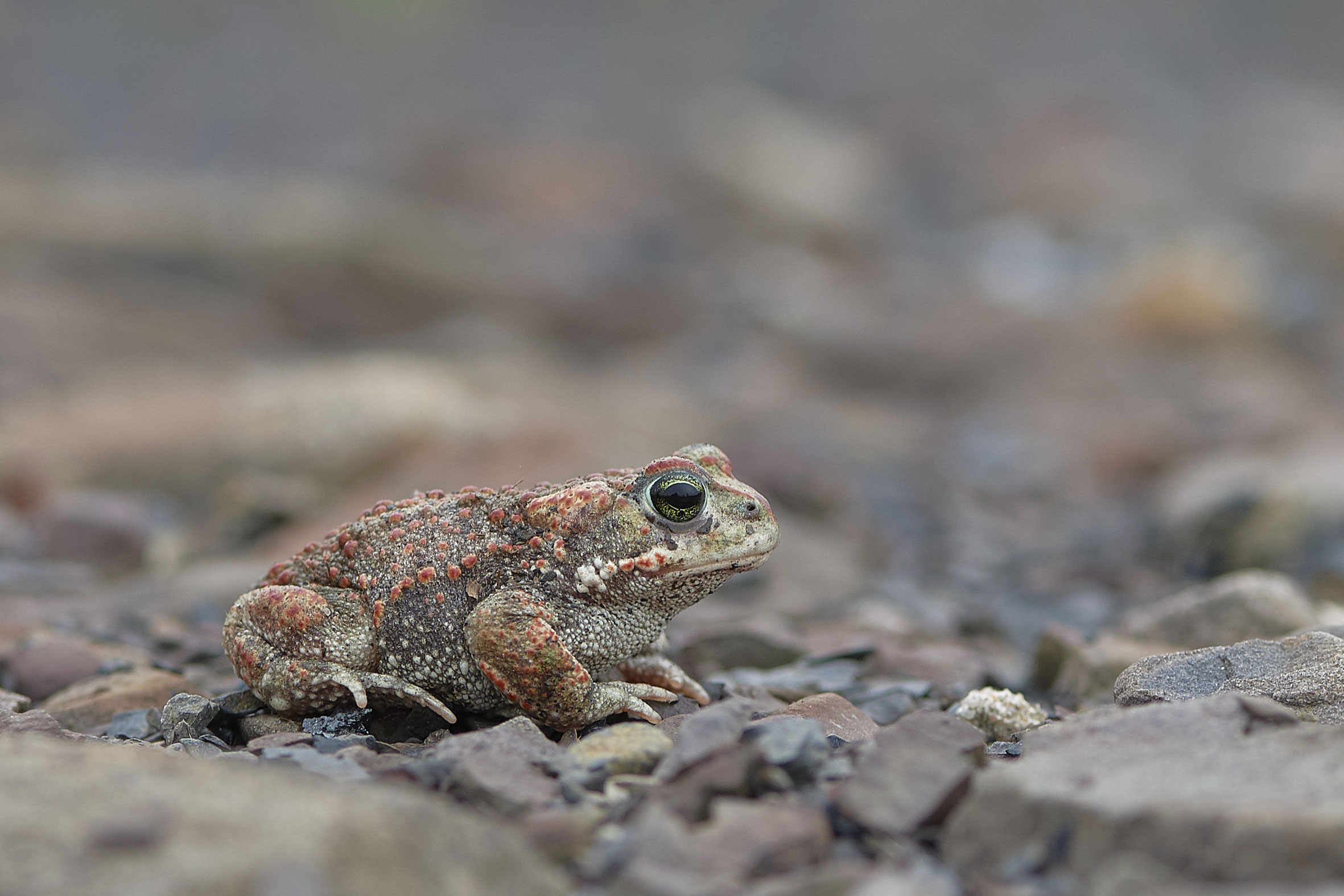 Reptilien & Amphibien - Naturfotografie-vds