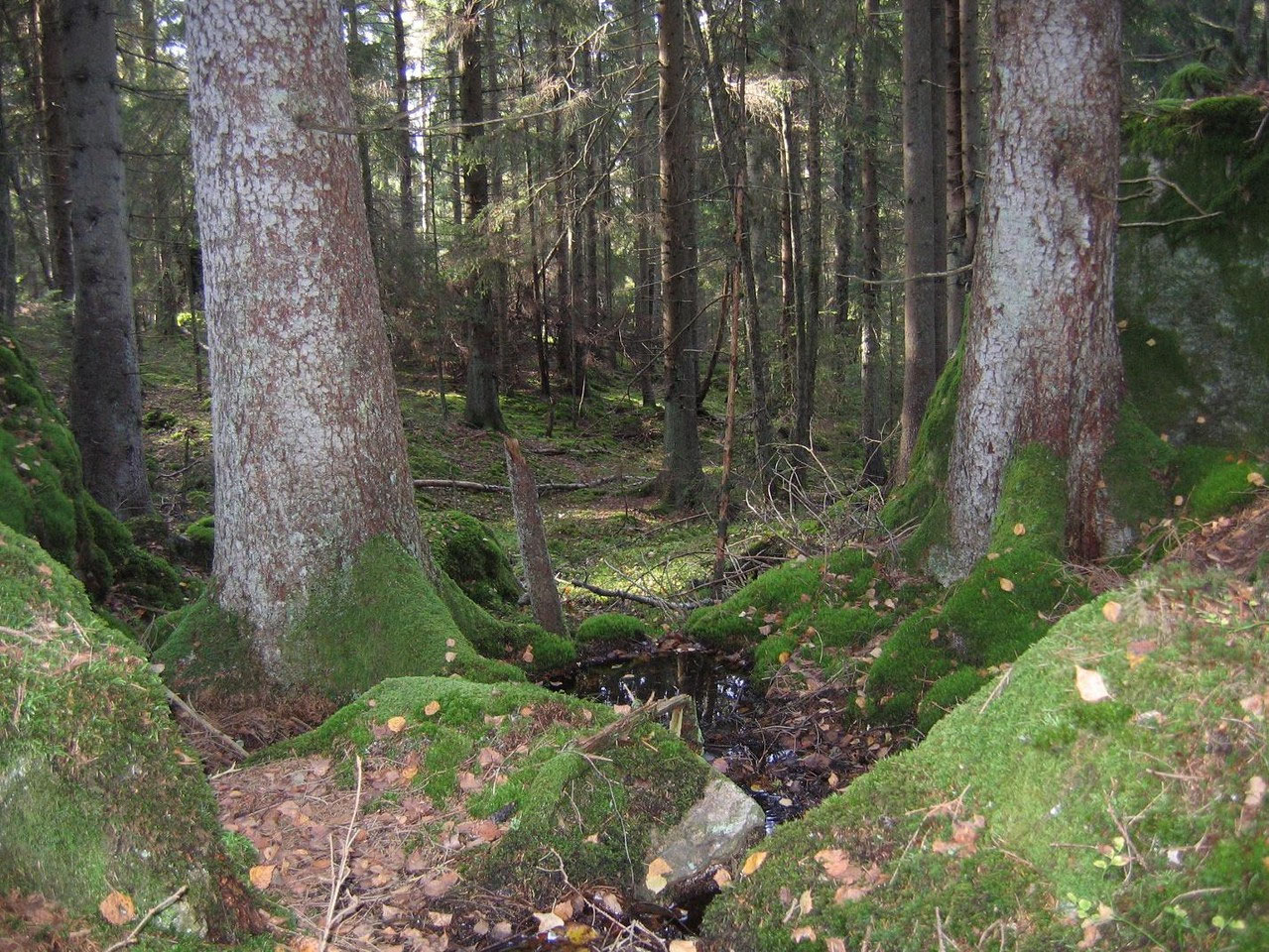 Verleskogen - Website of risveden!