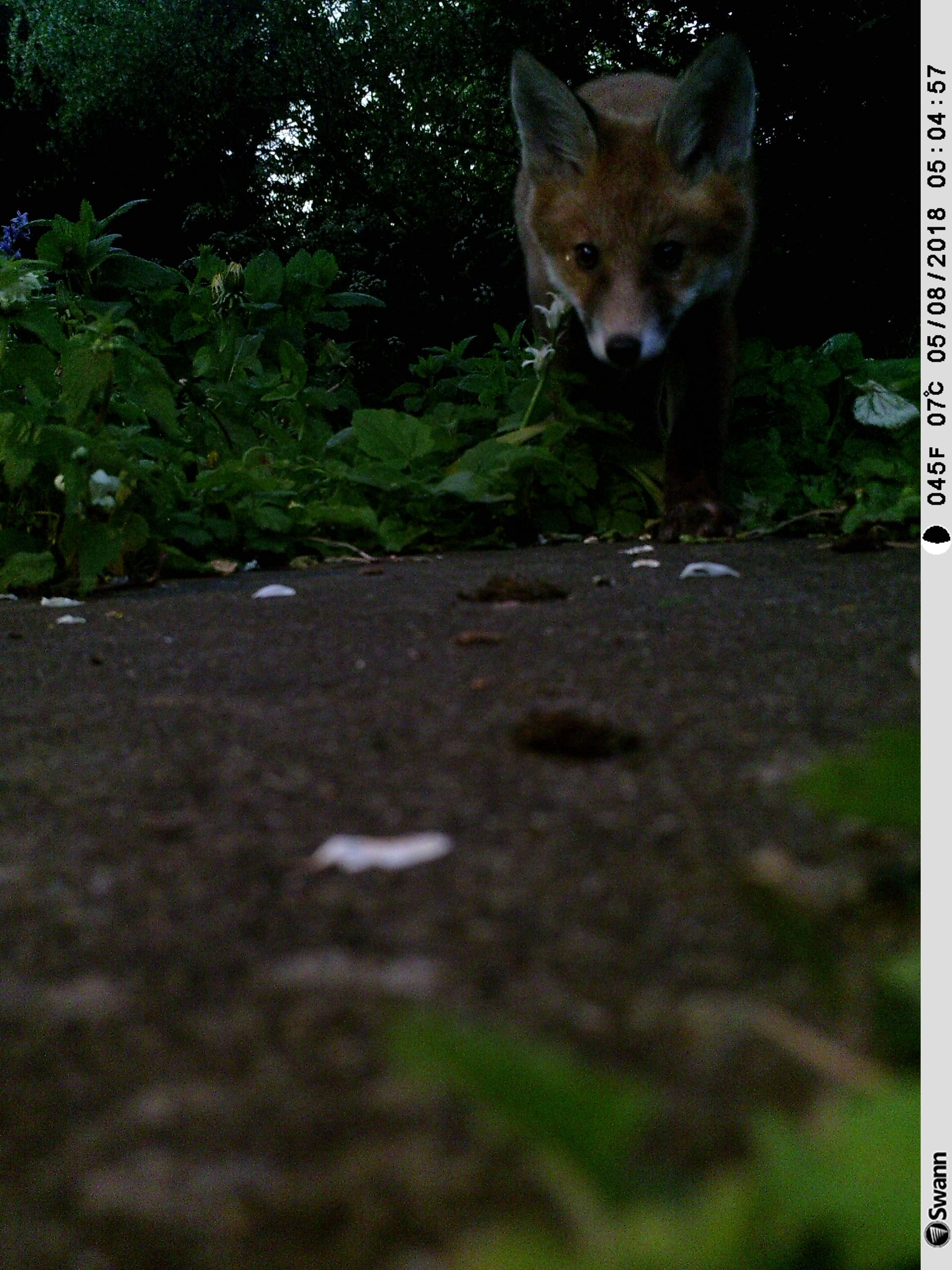 Wildlife corner - goldengardenbedford