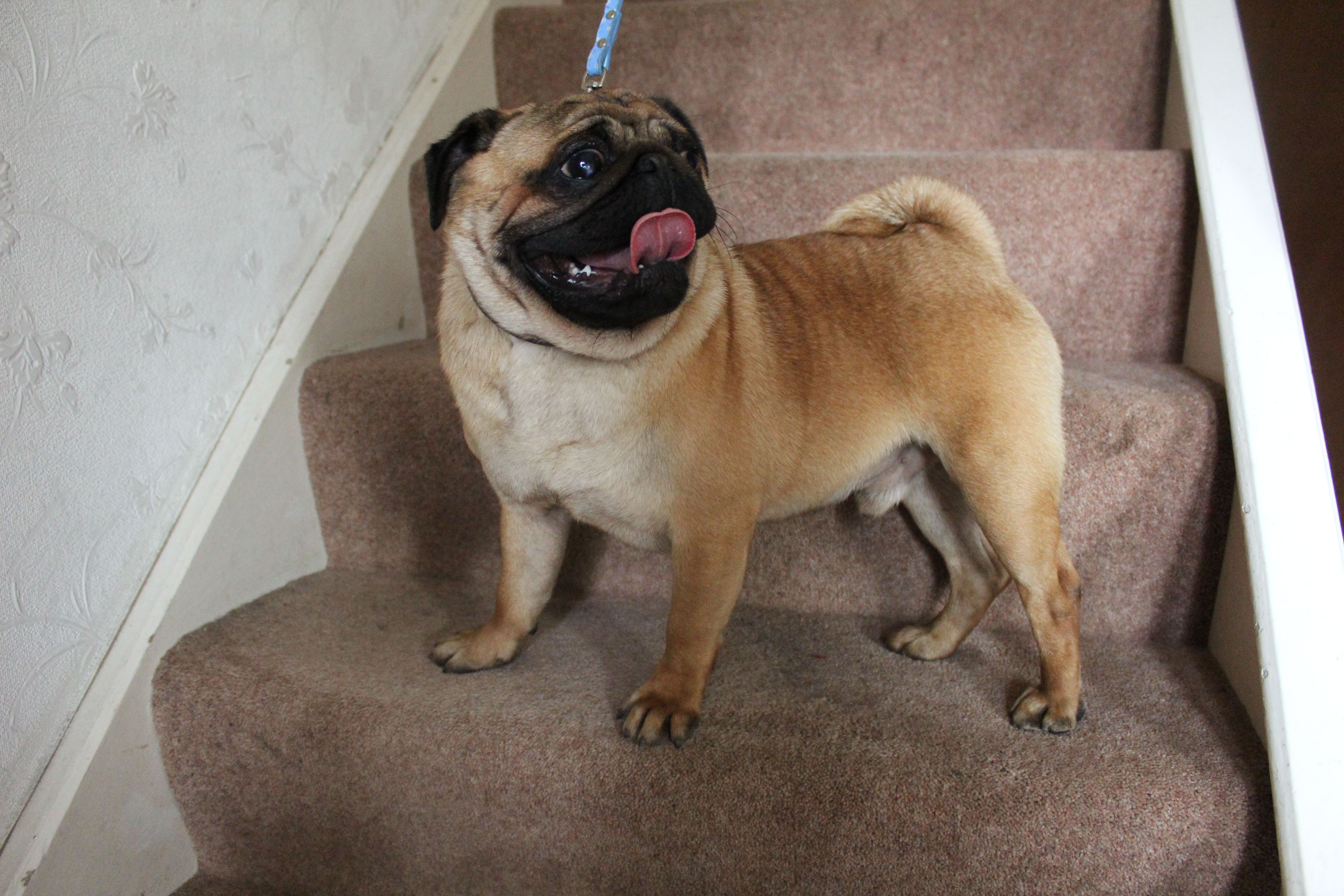 OUR PaST STUD - Russian Blue kittens and Pug puppies London UK