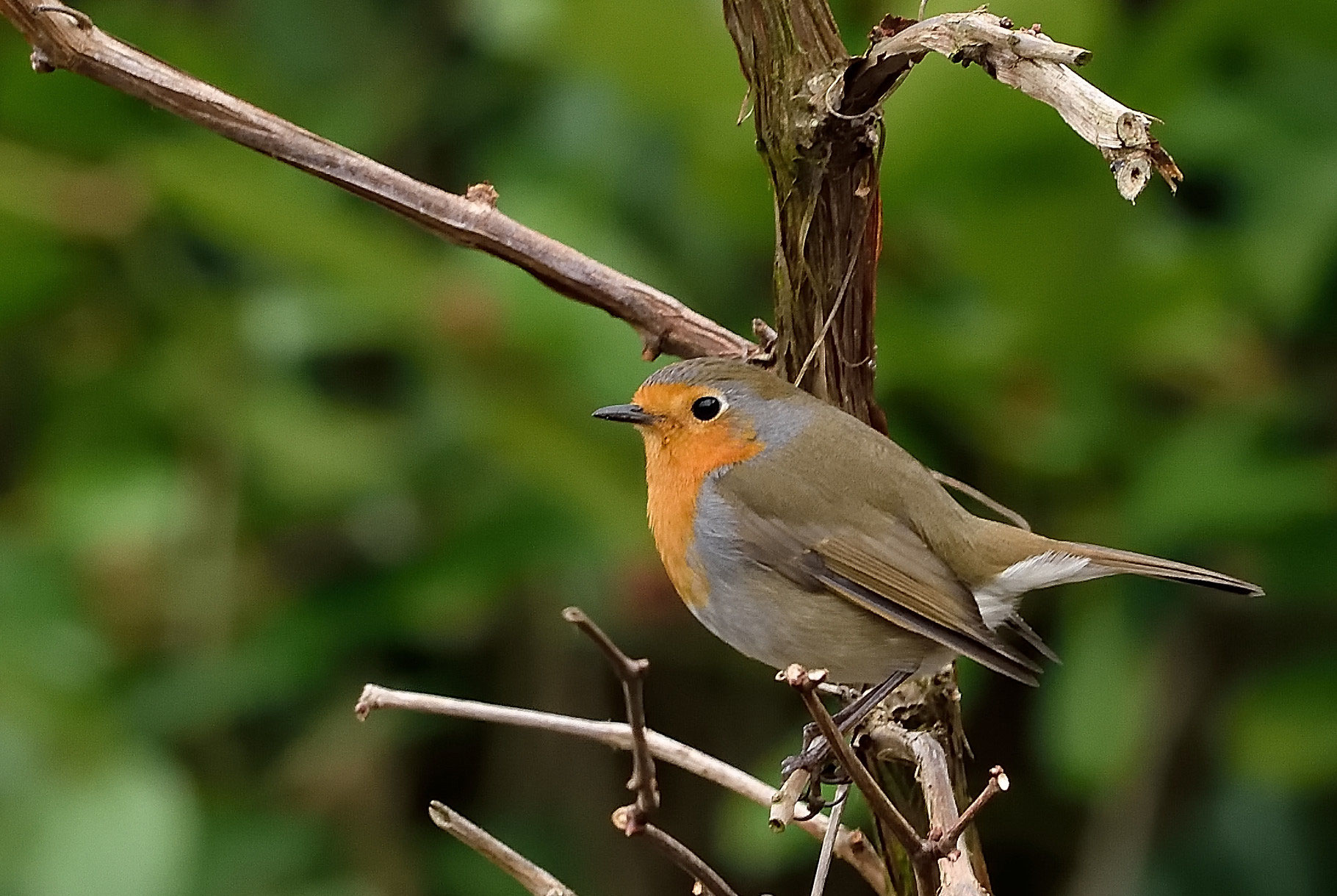 Vogels - Birds - De website van freddy69