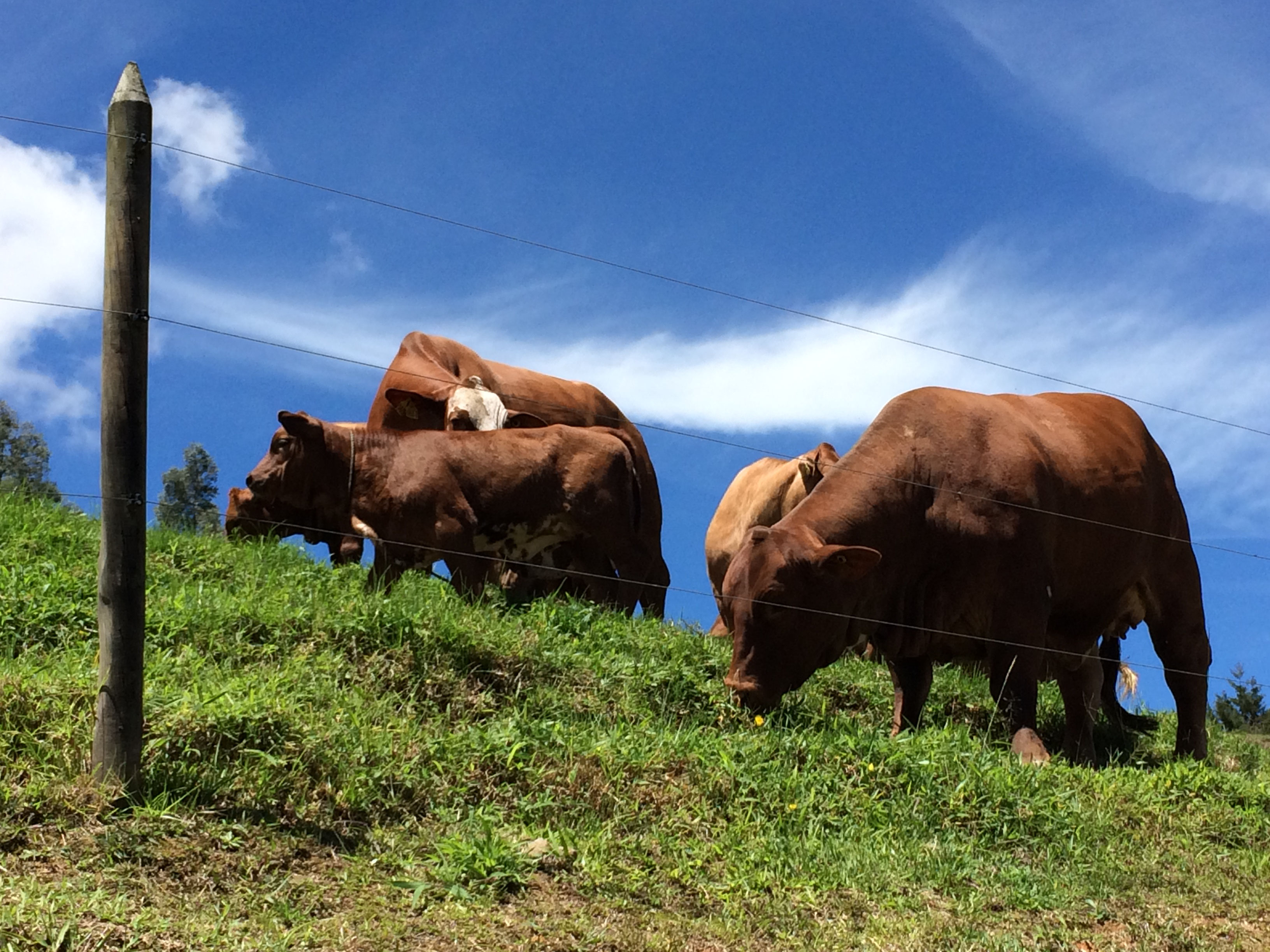 Historia - Origen - asociacionbeefmaster