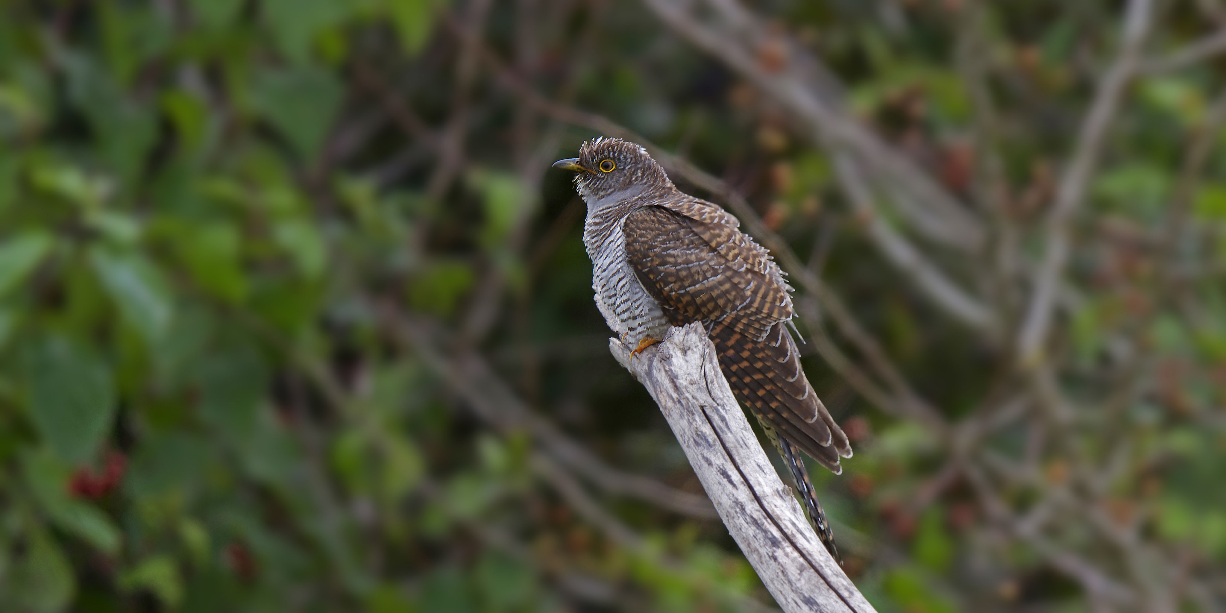 Kuckuck - goodbirding.ch - Birdwatching, Birdphotography