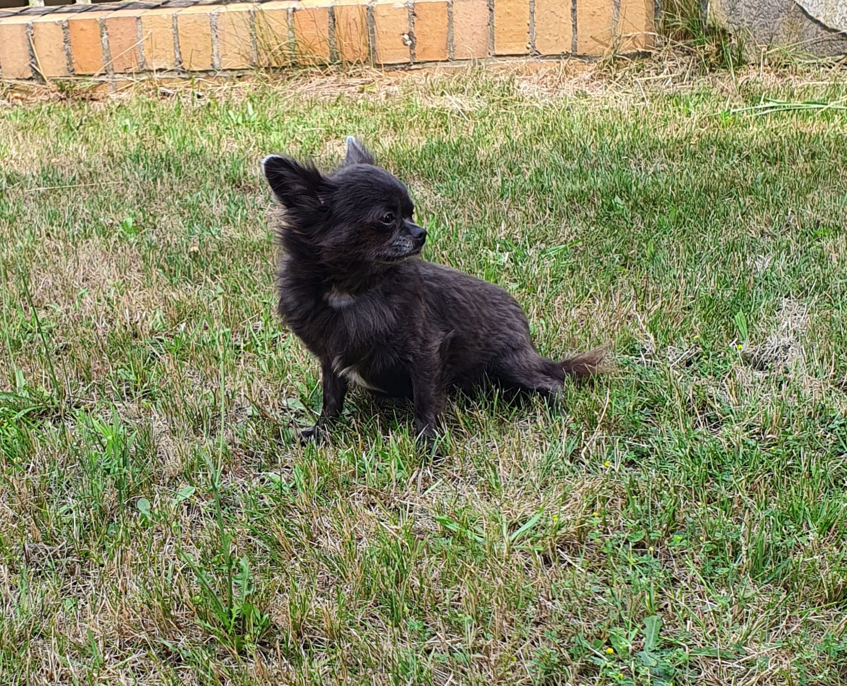 Vicky - chihuahua-vom-herzoginlands Jimdo-Page!