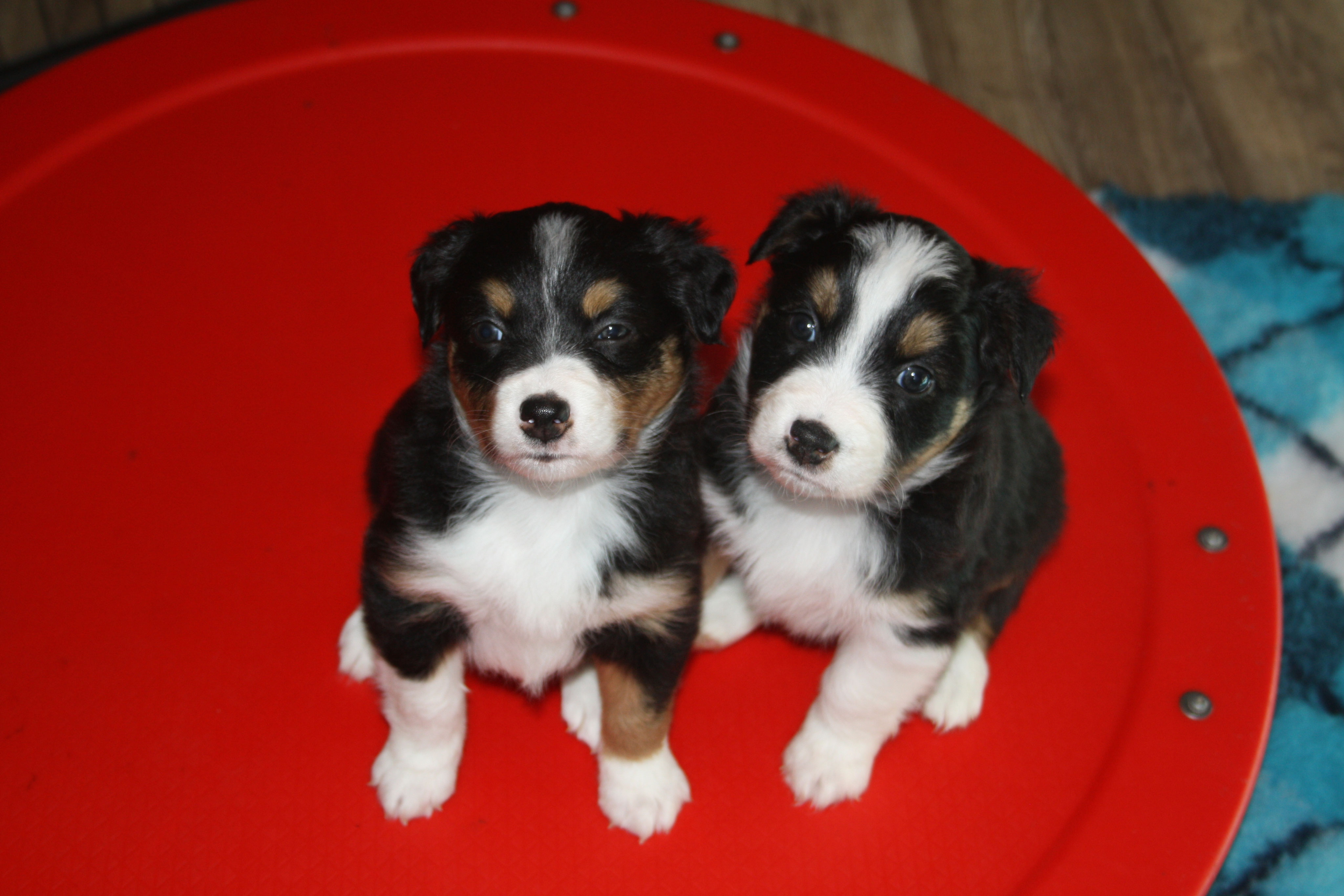 Working Aussies - Working Aussies