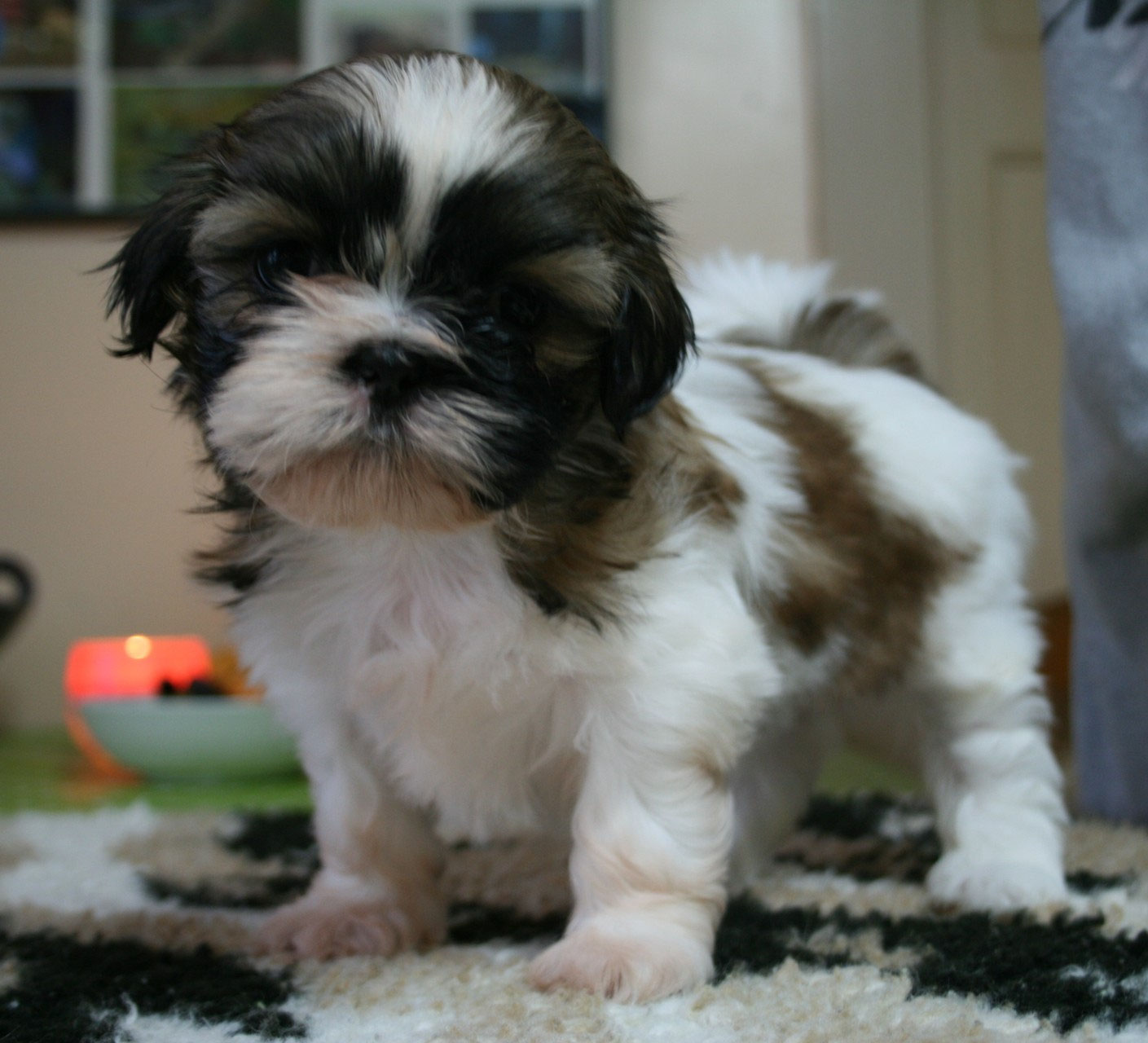Shih-Tzu Welpen - Palace Dog