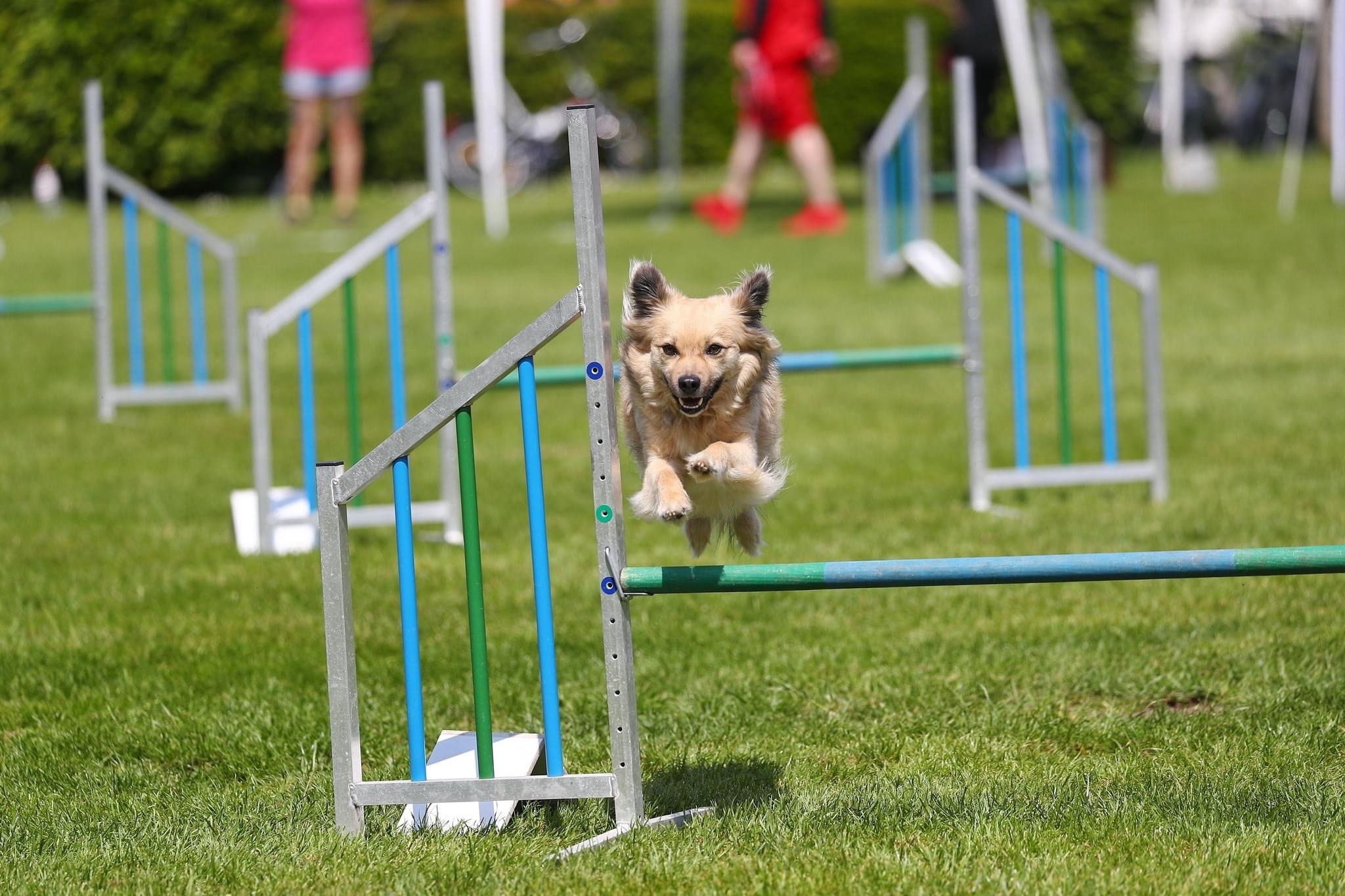 Agility - ibc-hamburgs Webseite!