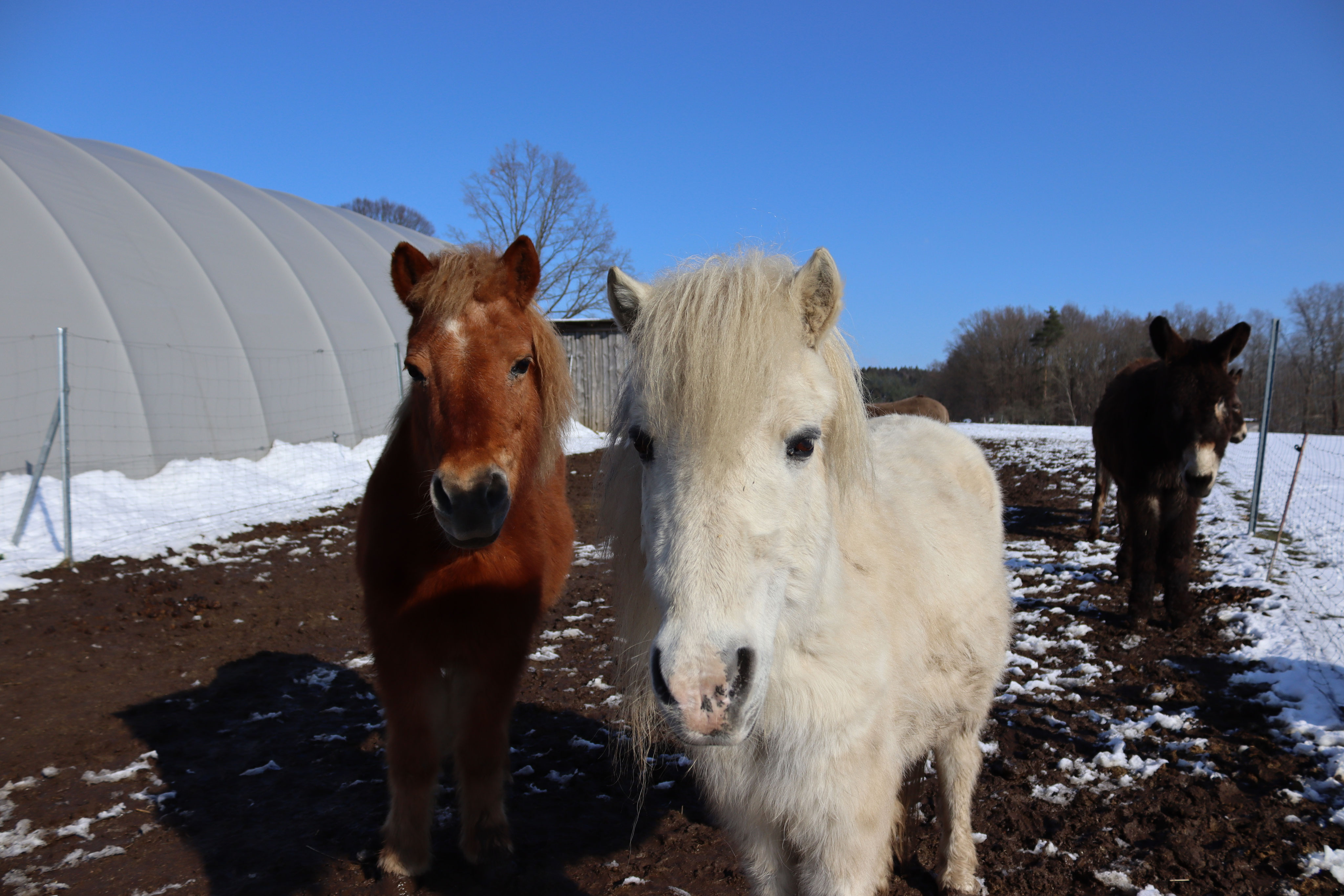 Ponys - Eselsbruecke-Vogtland