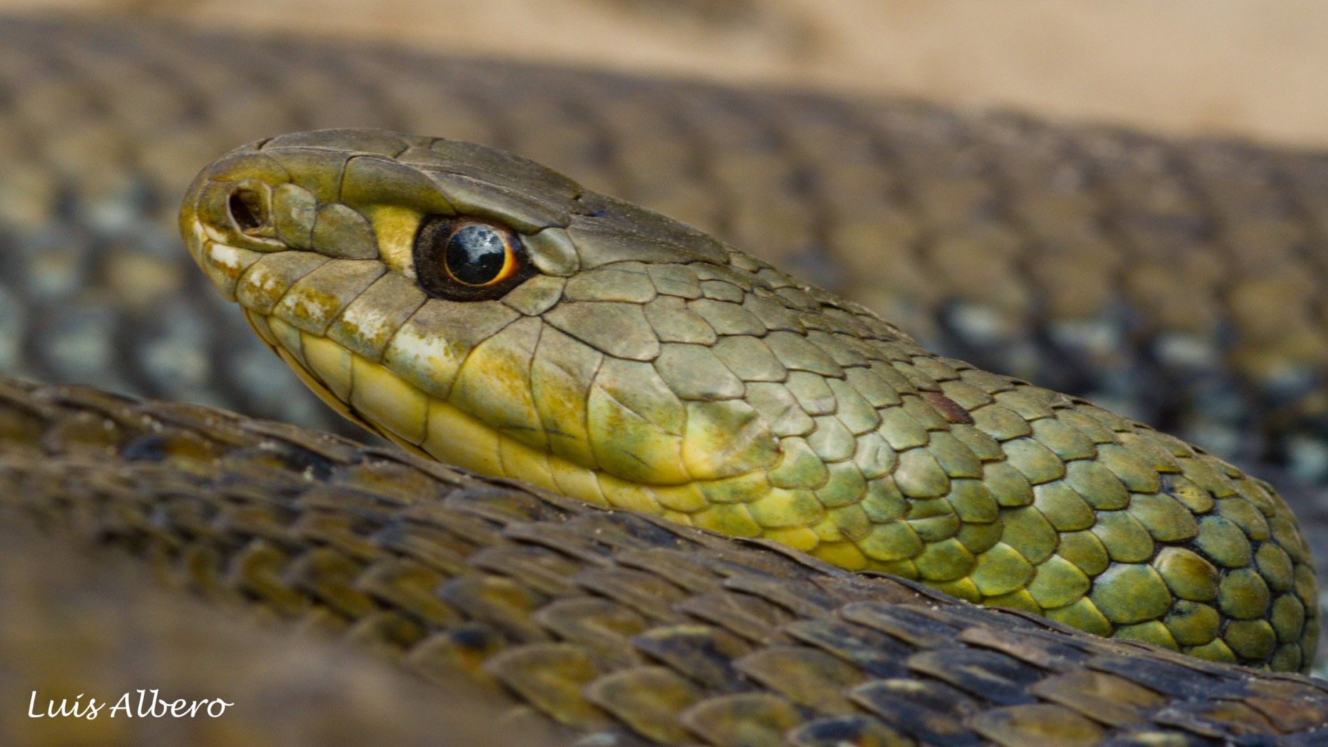 Culebra bastarda (Malpolon monspessulanus) - Asociación Herpetológica Timon