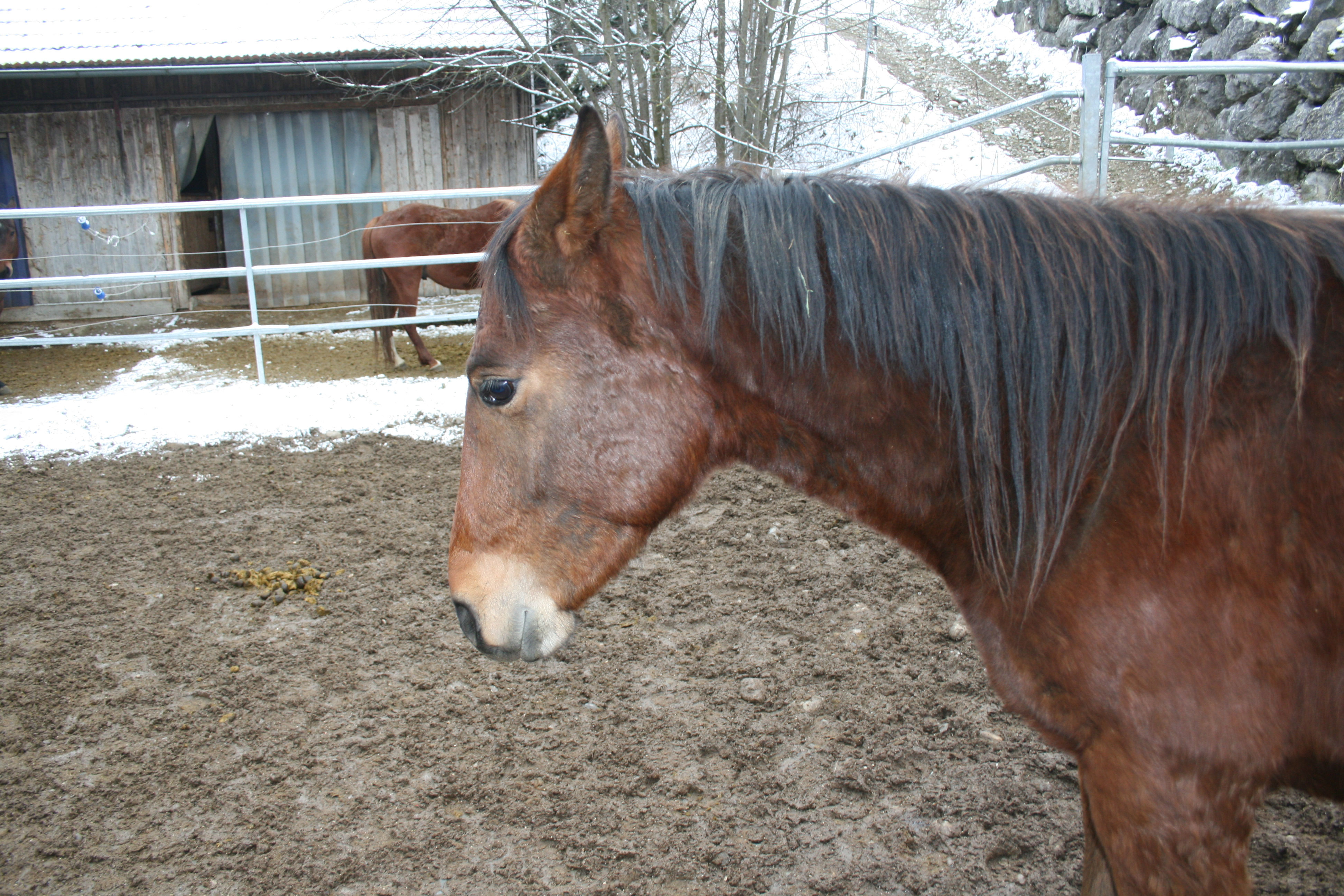 Cody Wallach 2016 - bluediamond-qh