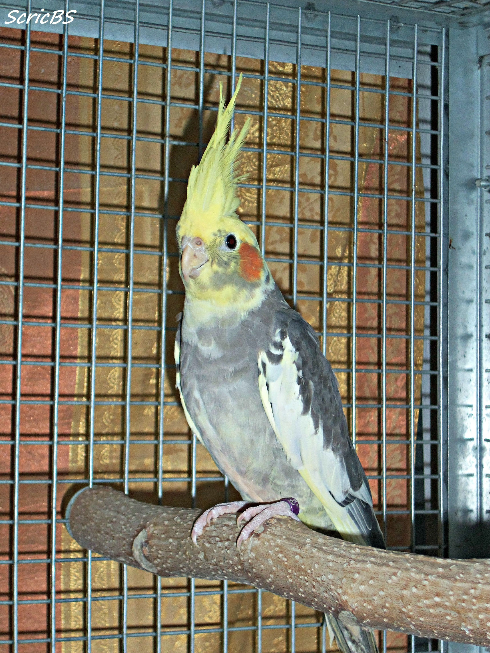 Le calopsite maggiorate - Benvenuti su allevamento-calopsite-brescia!