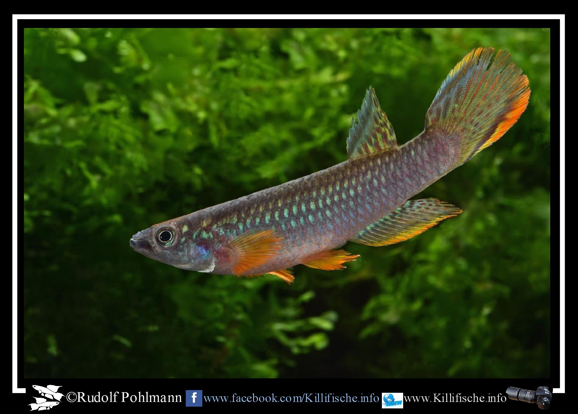 Epiplatys - Killifische Info