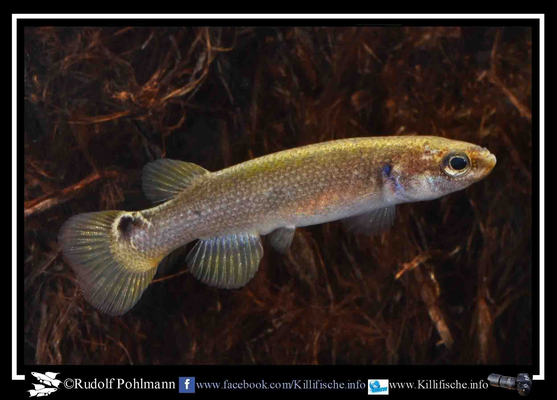 Rivulus - Killifische Info
