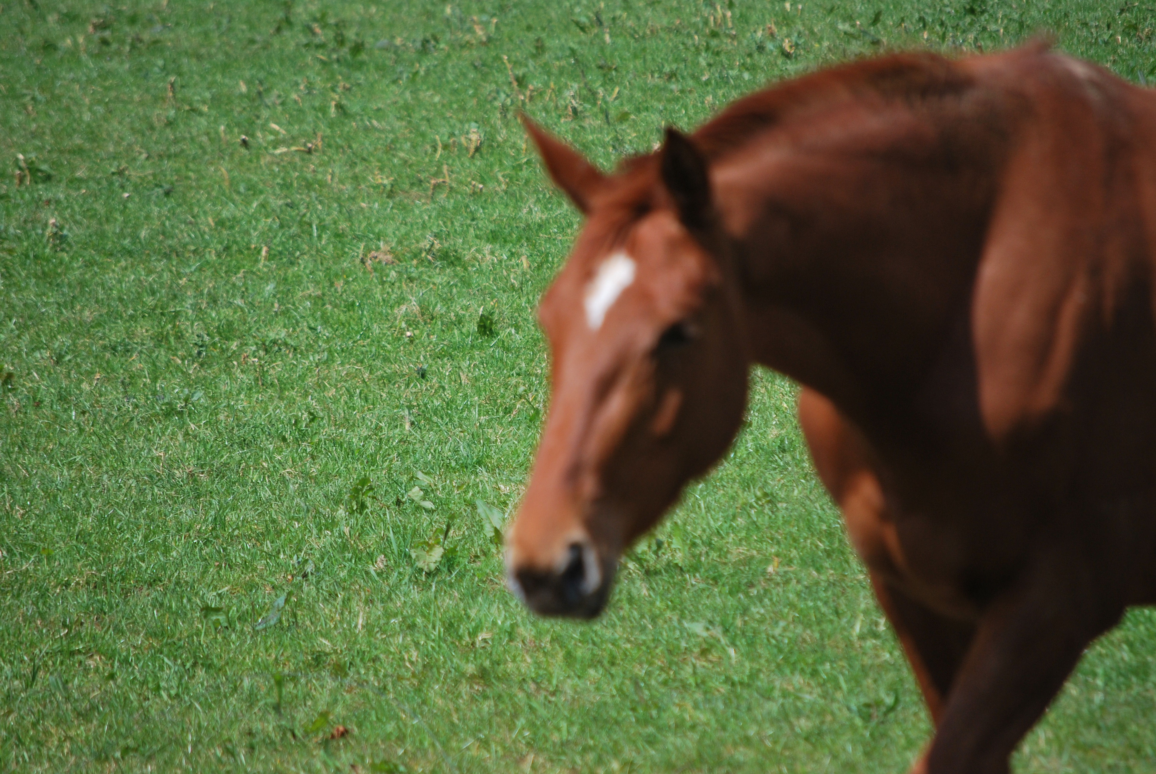 Elevage archives - Site de durichemont