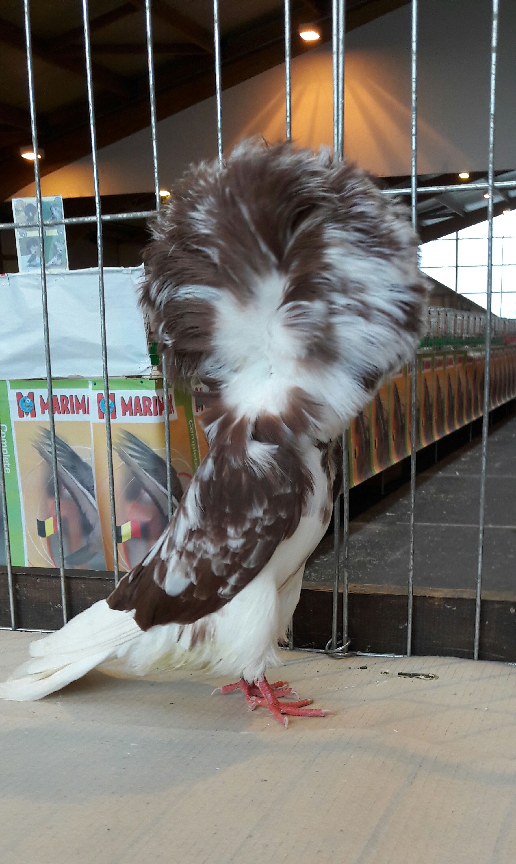 Championnat de France 2016 du Capucin - Site du Pigeon Capucin ...