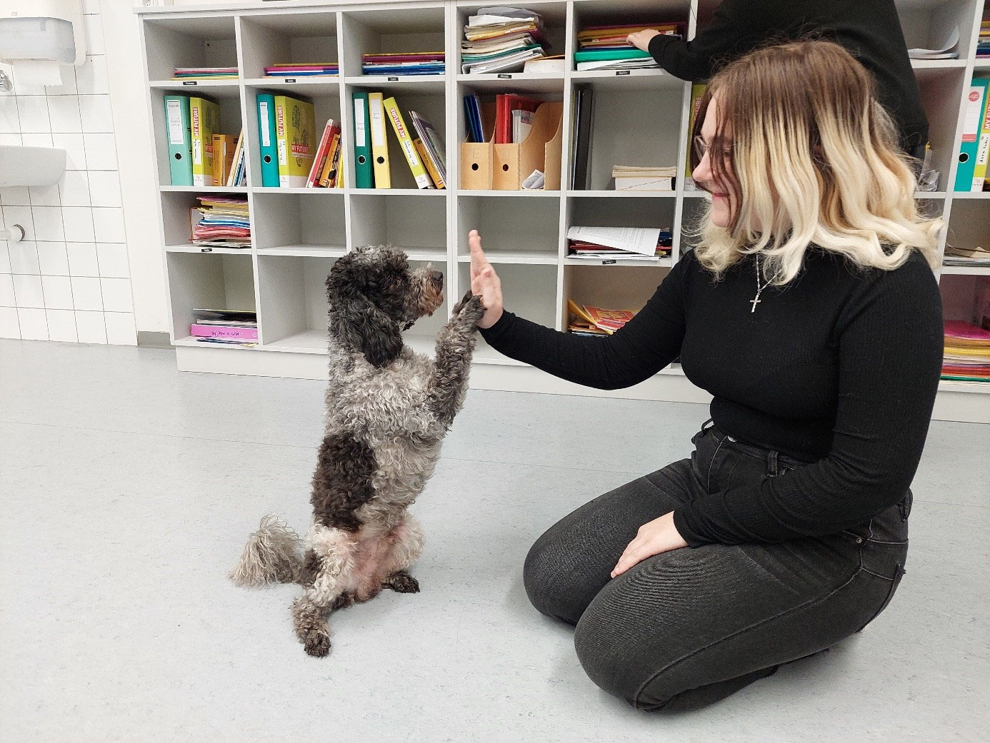 Schulhund Gambo - Mozartschule Wels Neustadt