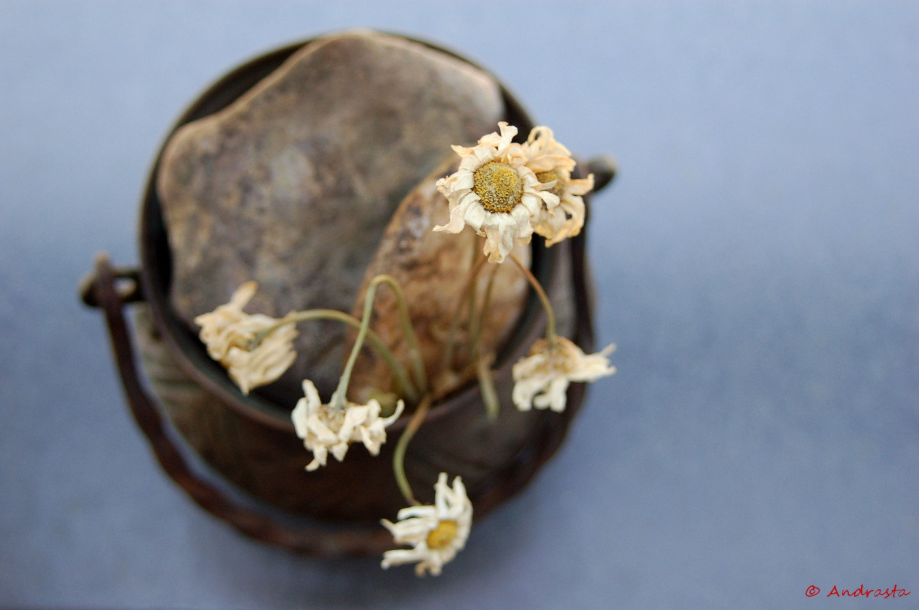 Verwesung - andrastas Webseite!