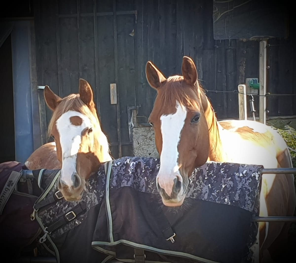 Boon Cats Defence - Leos Eternal Norfleet Paint Horse Hengst All Around ...