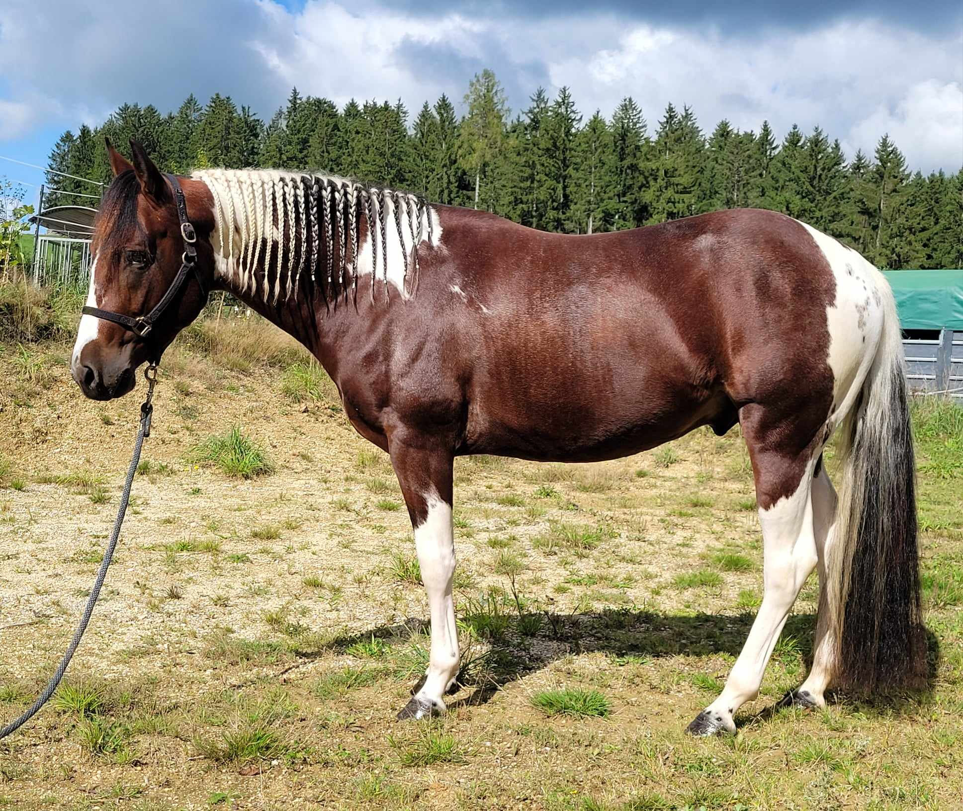 Floppy Spoons Prints - Leos Eternal Norfleet Paint Horse Hengst All ...