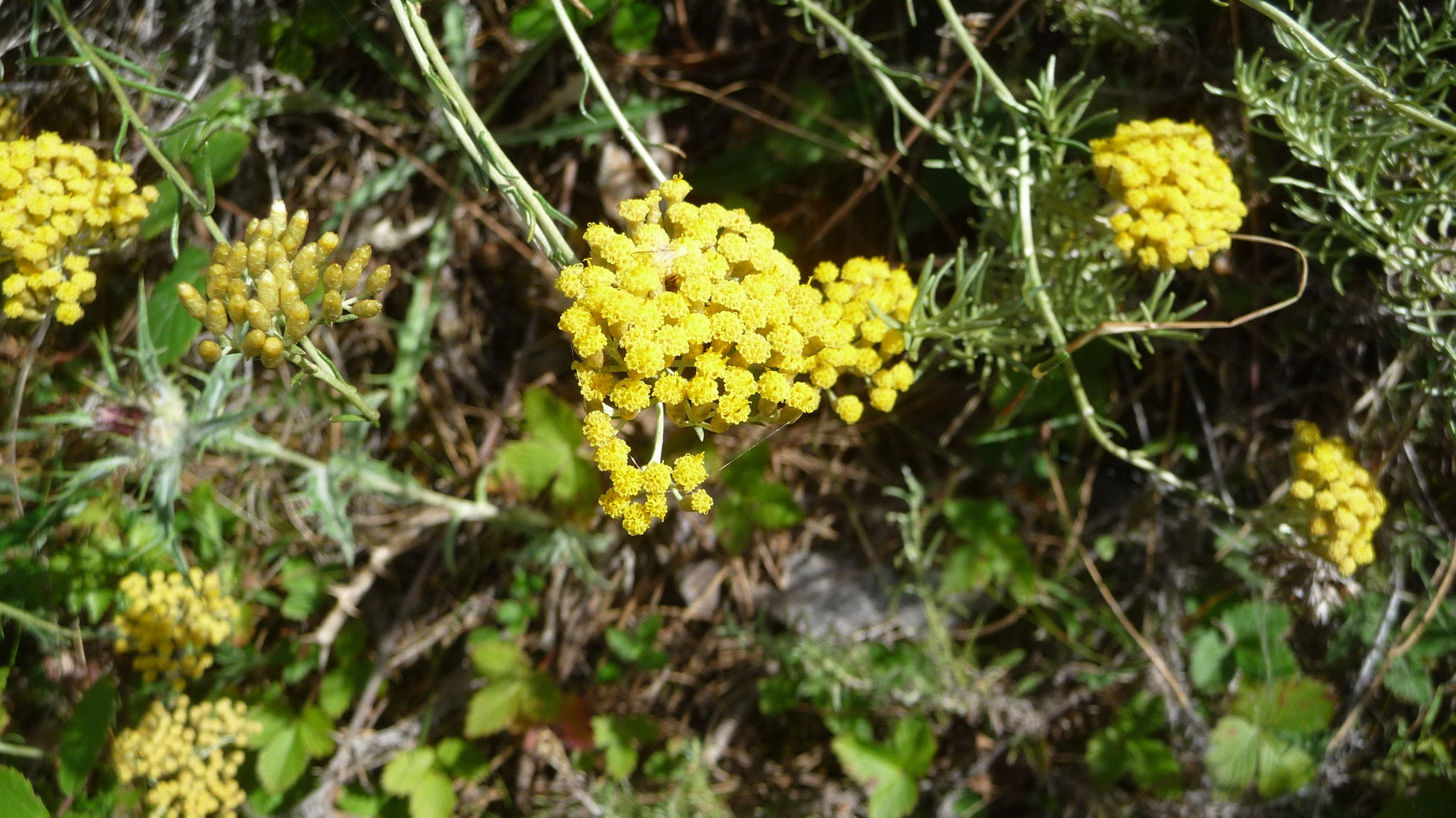 L'immortelle d'Italie - Site de floredebalagne