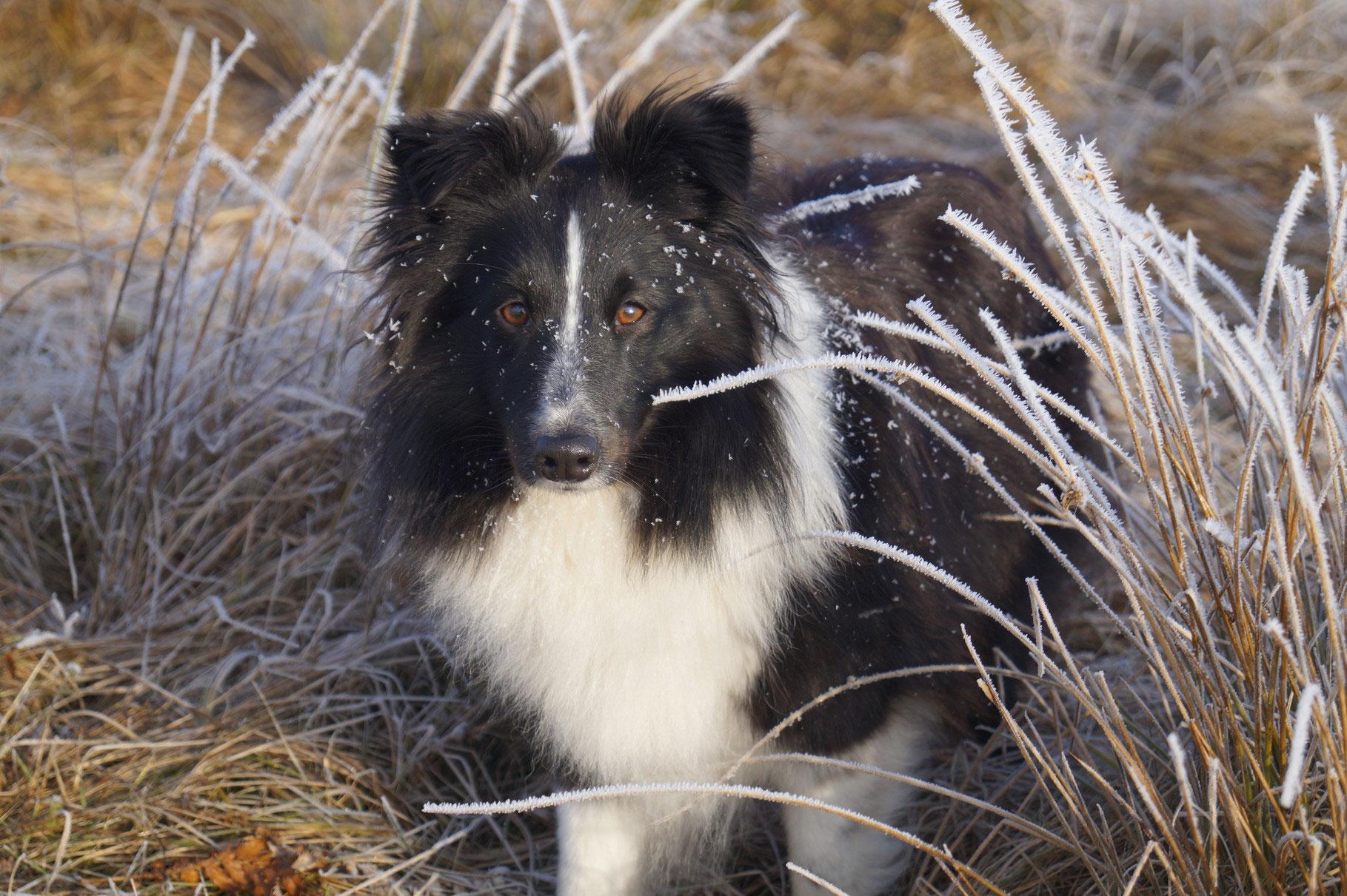 Sheltie Angel - littleblackfox-shelties Webseite!