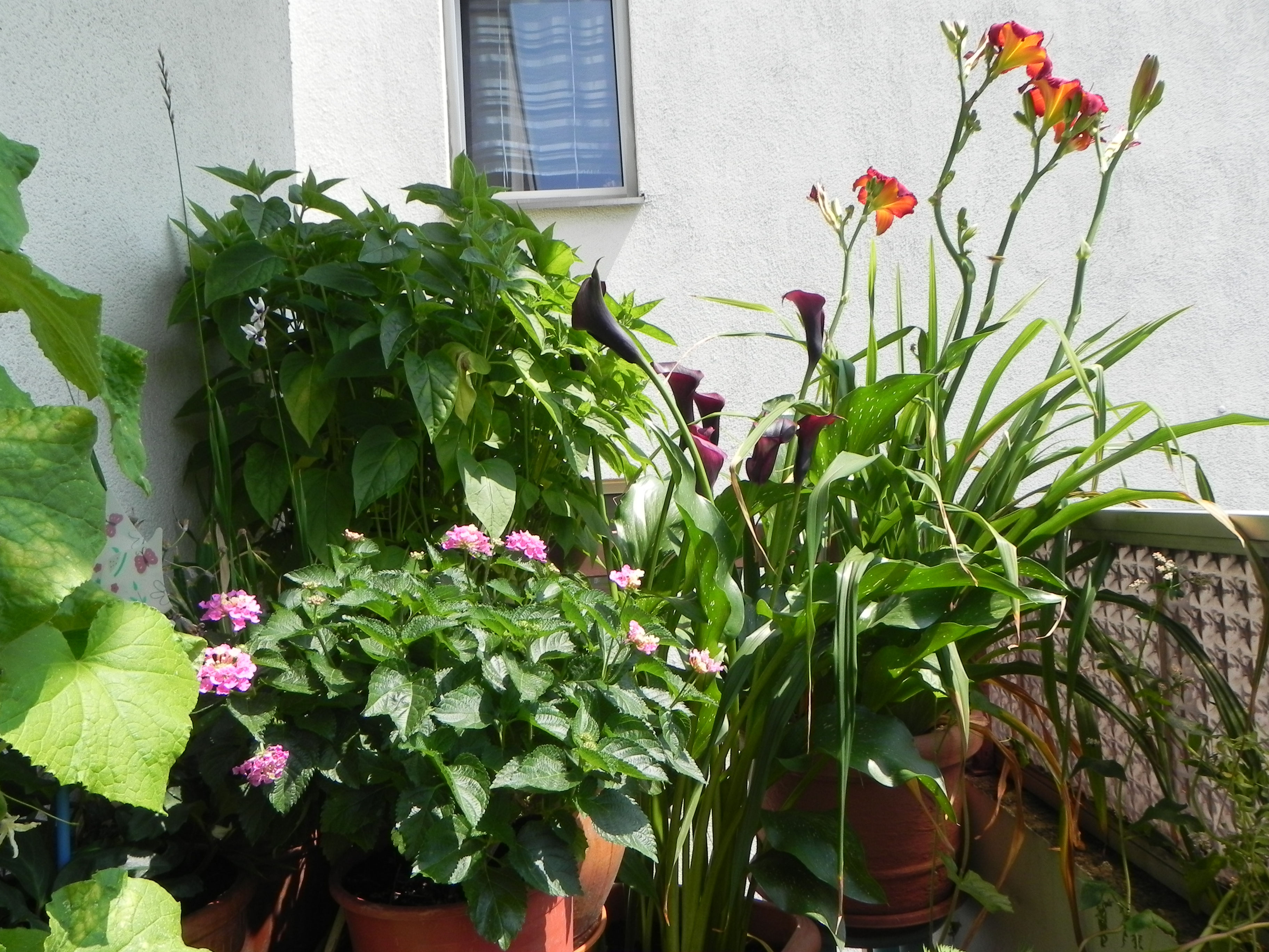 Toll! Bilder! - die-balkonpiratens Webseite!